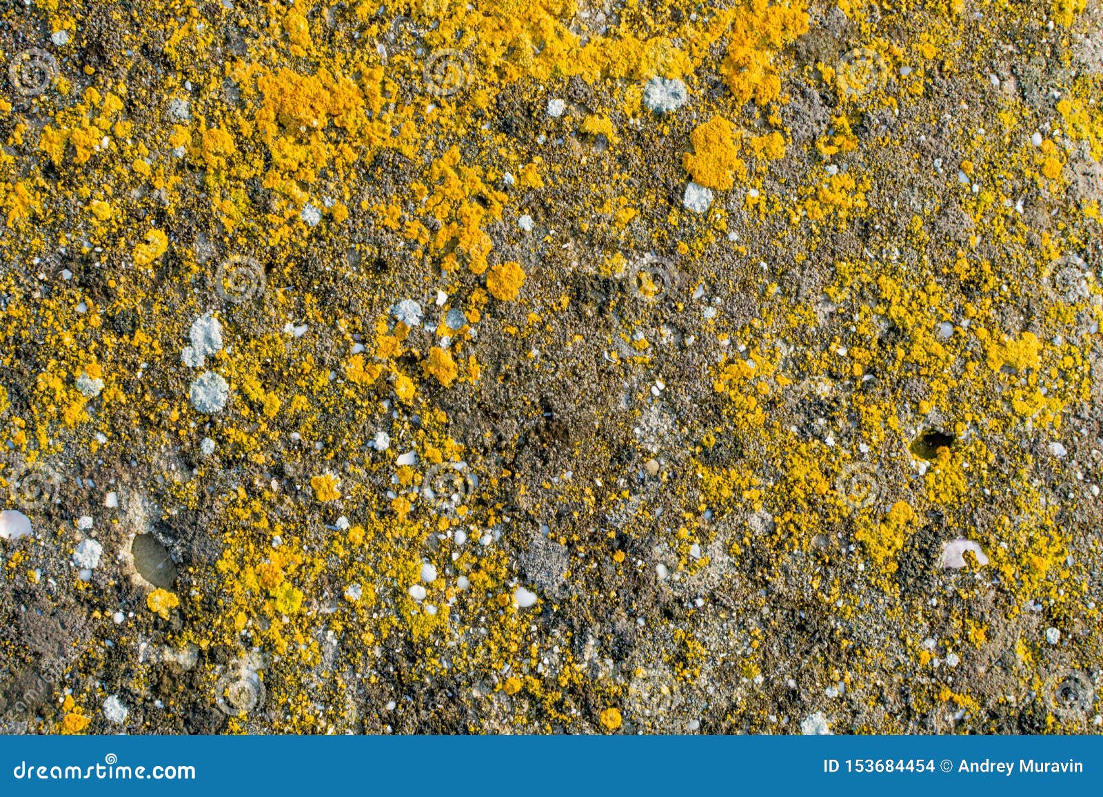 Yellow moss 2 stock photo. Image of gray, material, nature - 153684454