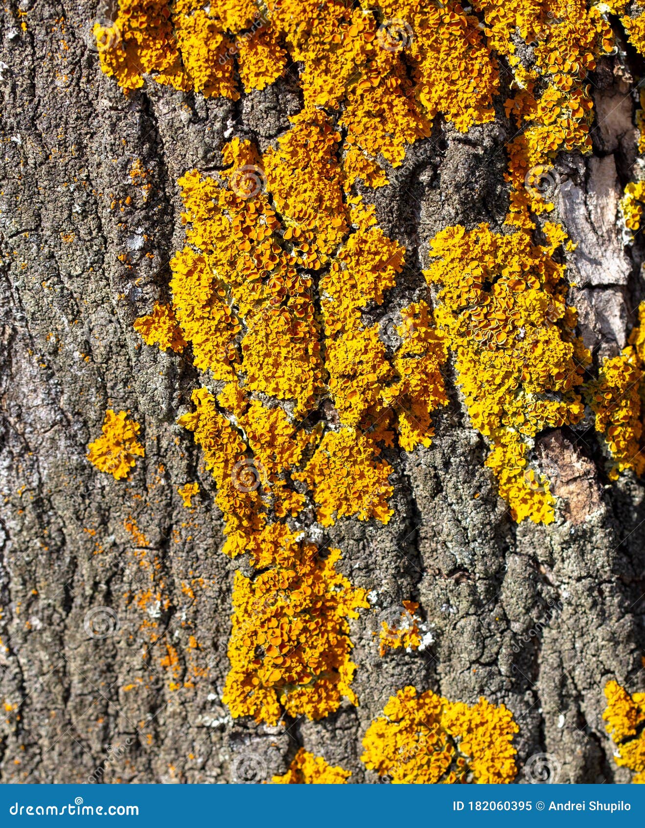 Yellow Moss on a Tree Bark As a Background Stock Image - Image of ...