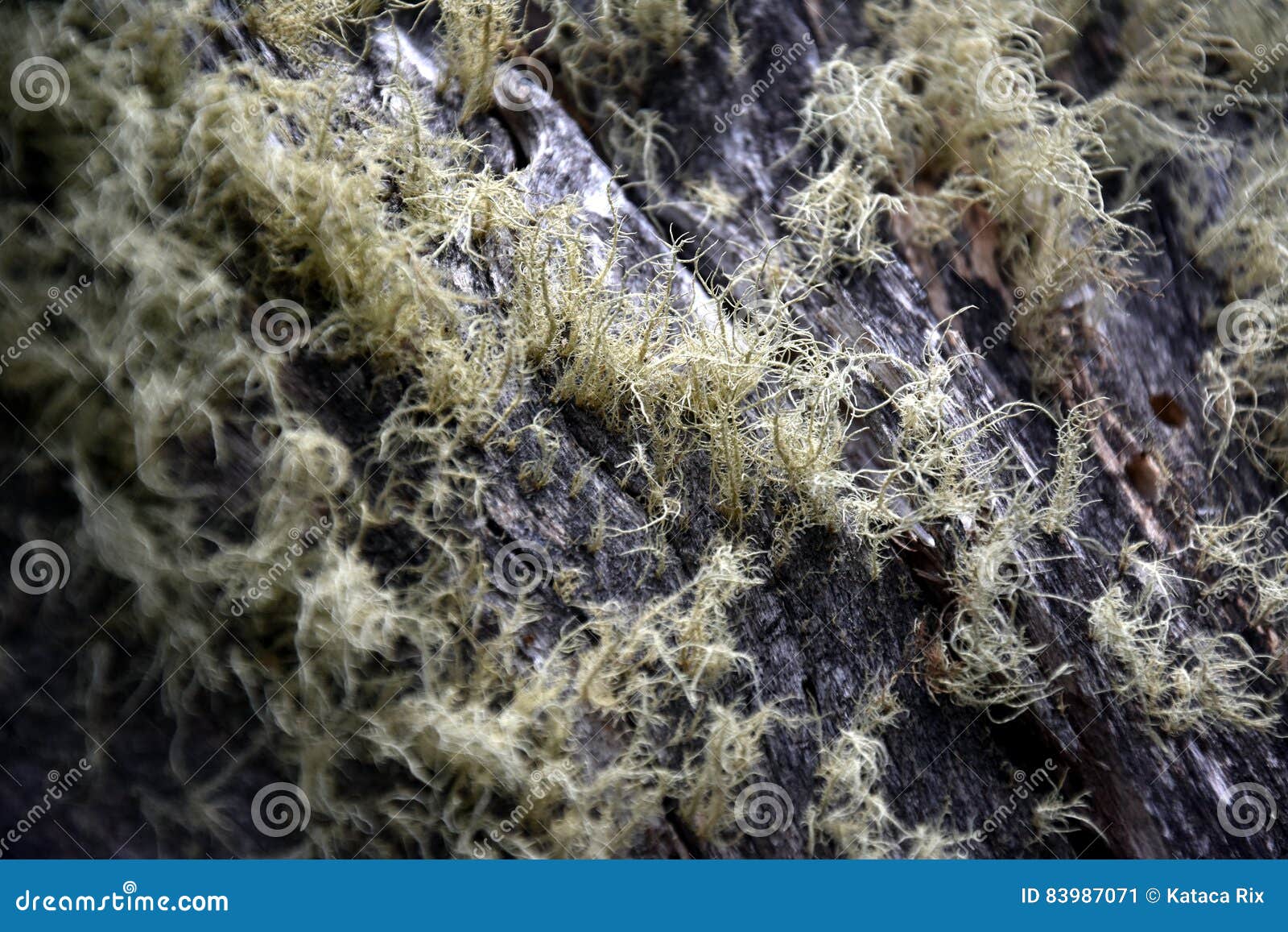 Yellow moss on tree bark. stock image. Image of lichen - 83987071