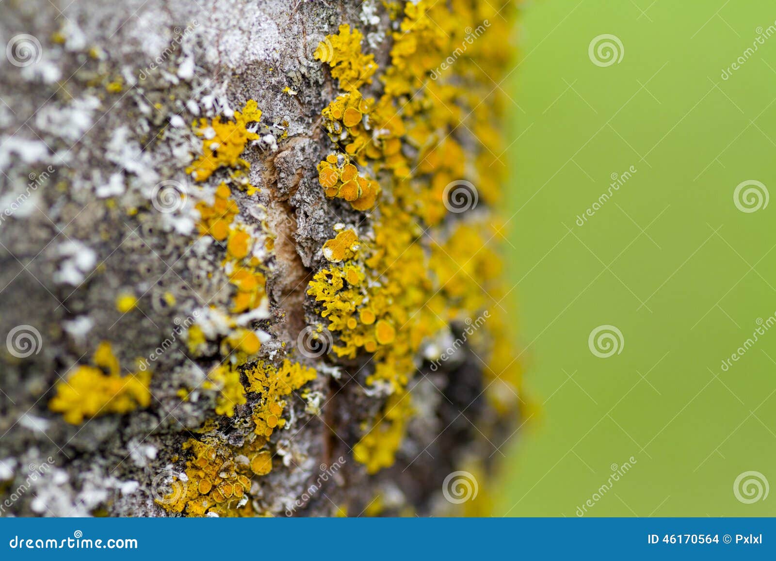 Yellow moss on a tree stock photo. Image of closeup, detail - 46170564