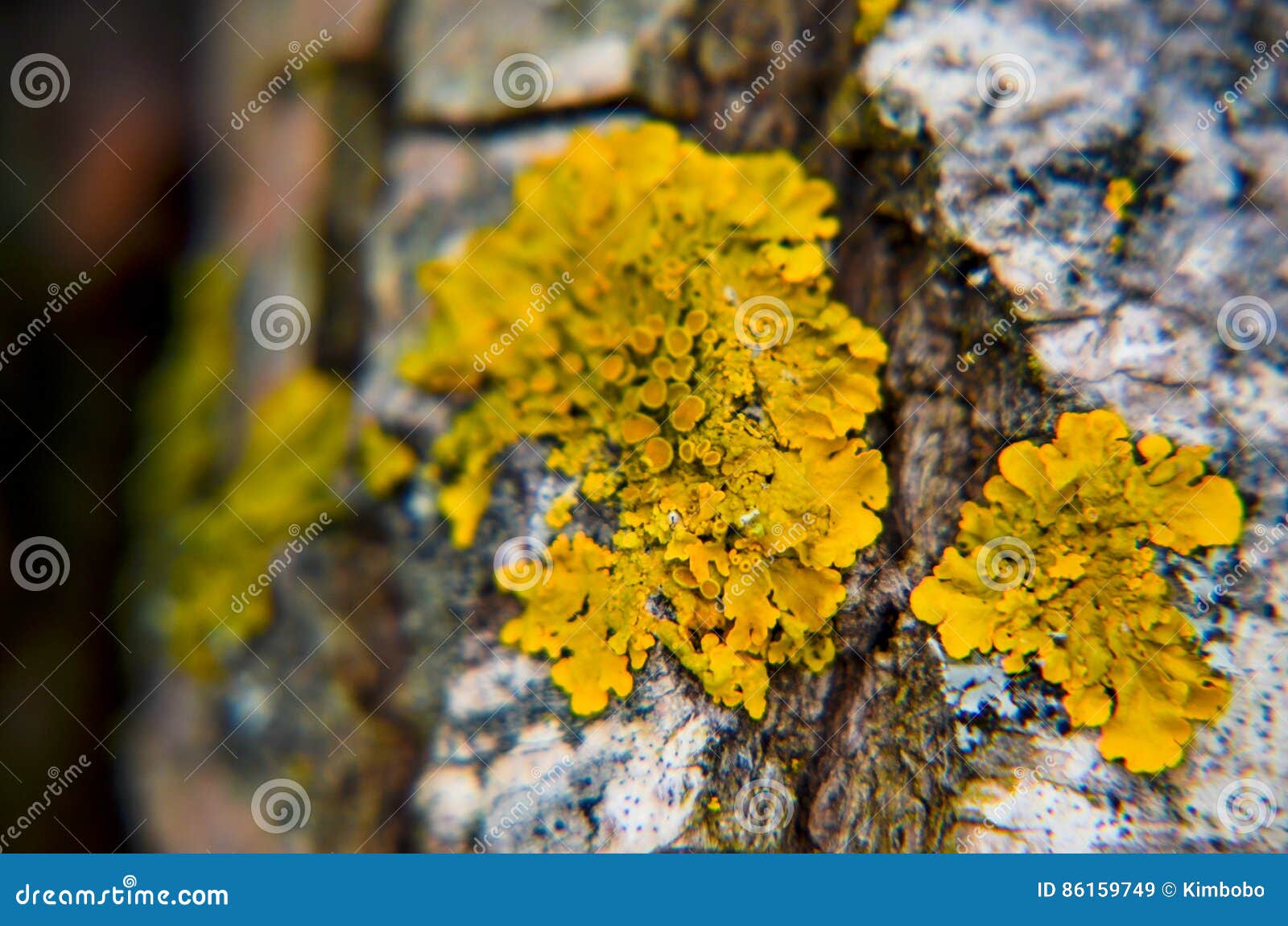Yellow Moss on the Tree in Nature Stock Image - Image of abstract ...
