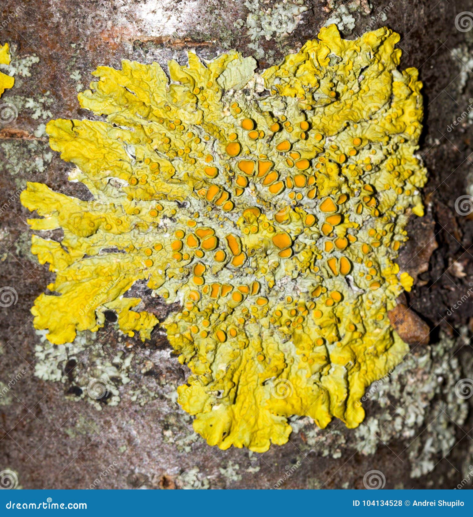 Yellow Moss on the Tree in Nature Stock Photo - Image of rough, lichen ...