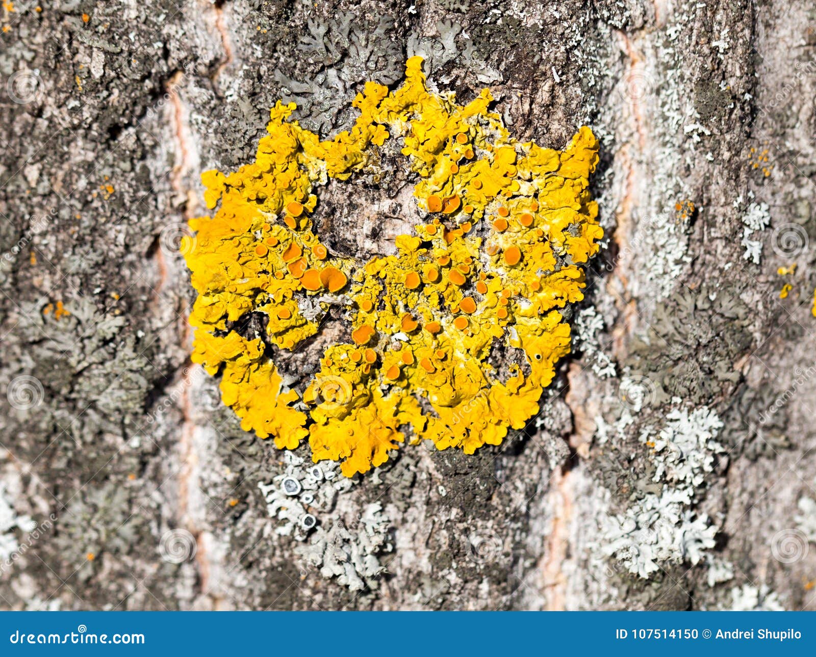Yellow moss on the tree stock photo. Image of brown - 107514150