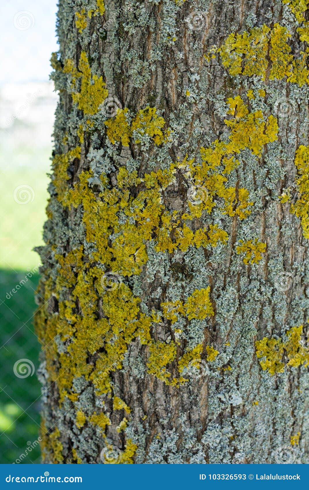 Yellow Moss on Tree Trunk Close Up Macro View Stock Image - Image of ... Yellow Moss on Tree Trunk Close Up Macro View Stock Image - Image of ...