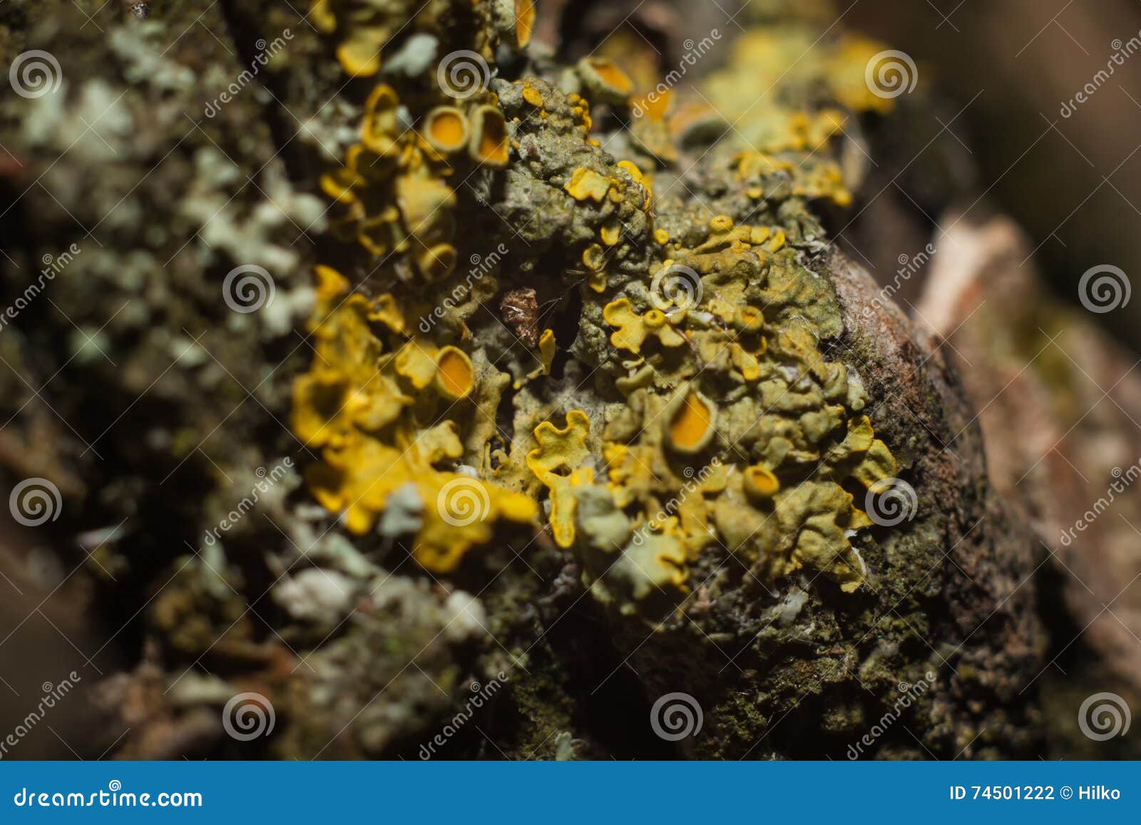 Yellow moss on a tree stock photo. Image of moss, flora - 74501222