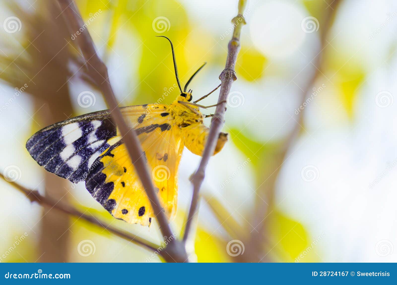 Yellow moth stock image. Image of insect, nocturnal, wildlife - 28724167