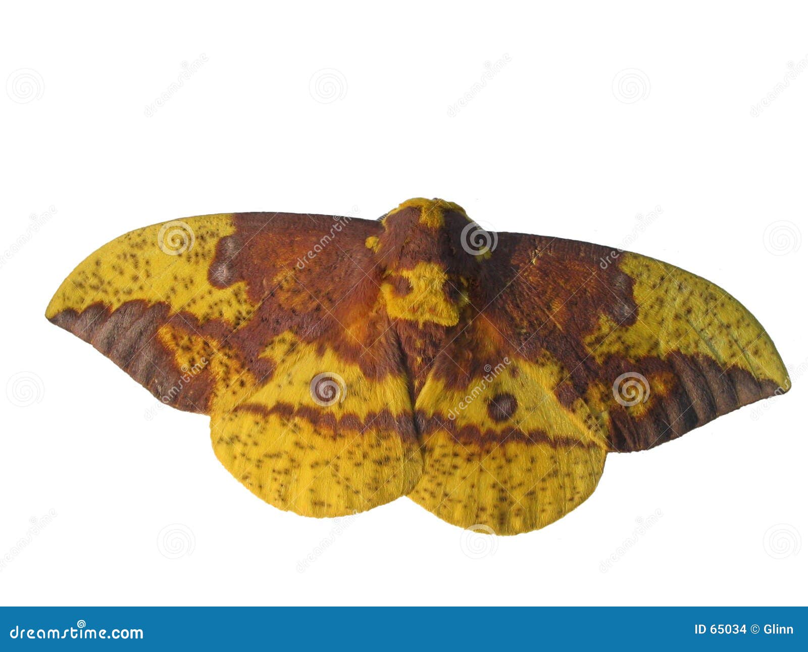 Yellow moth, isolated stock photo. Image of color, rust - 65034