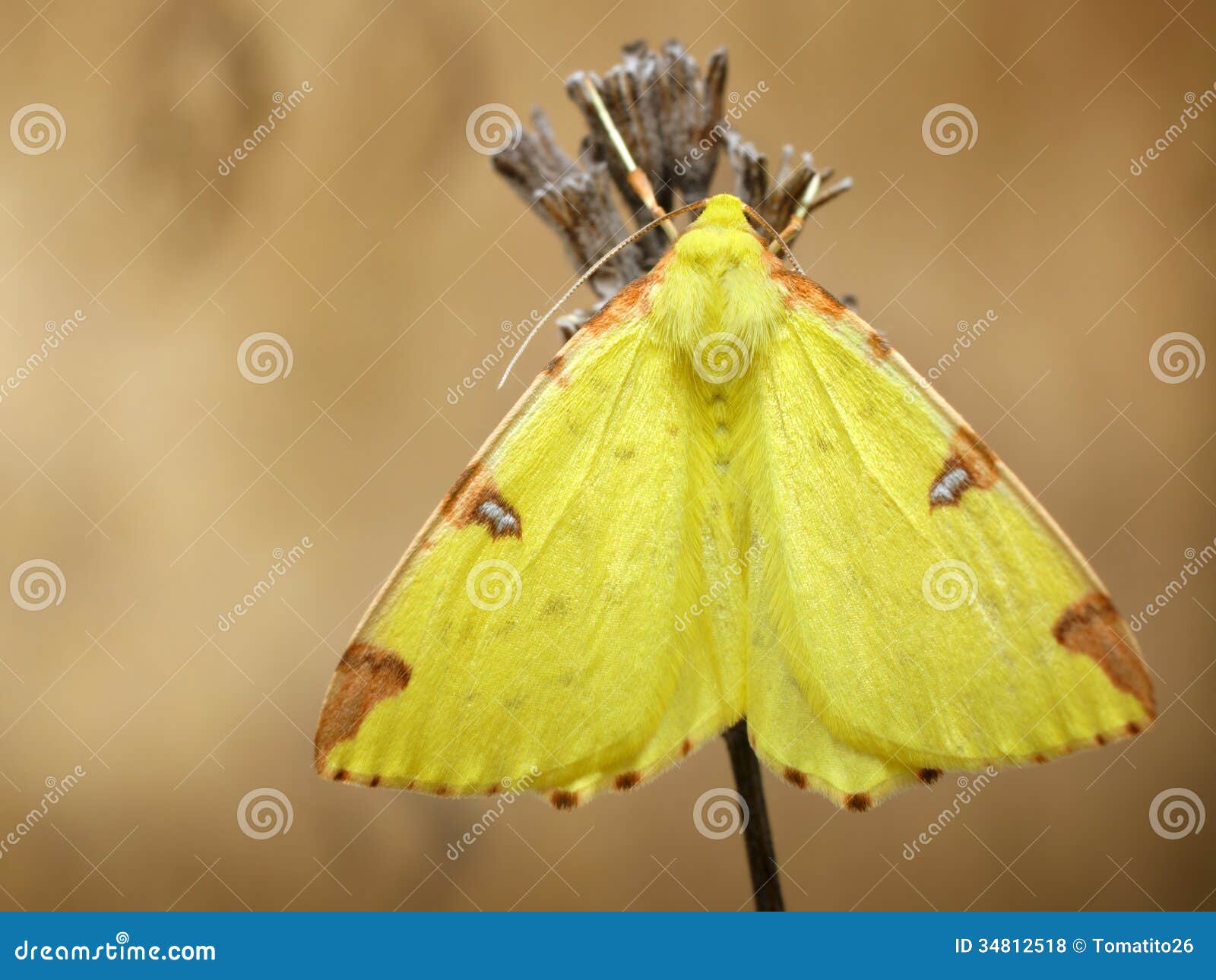 Yellow moth stock photo. Image of single, brown, beautiful - 34812518