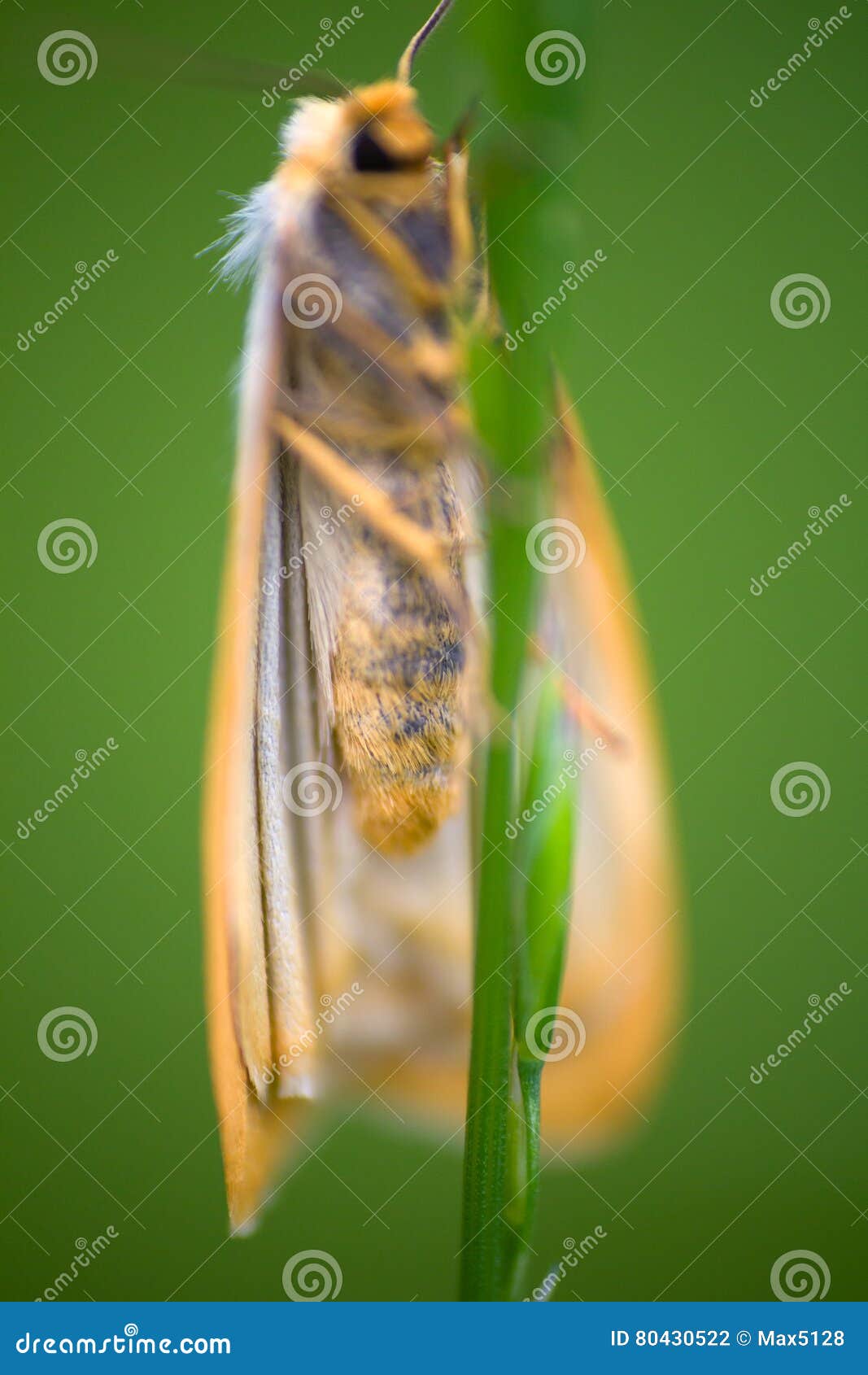 Yellow Moth Sitting on Blade of Grass Stock Photo - Image of grains ...