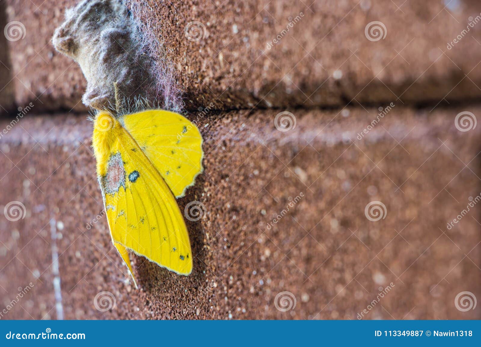 Yellow moth on the wall stock image. Image of dysphania - 113349887