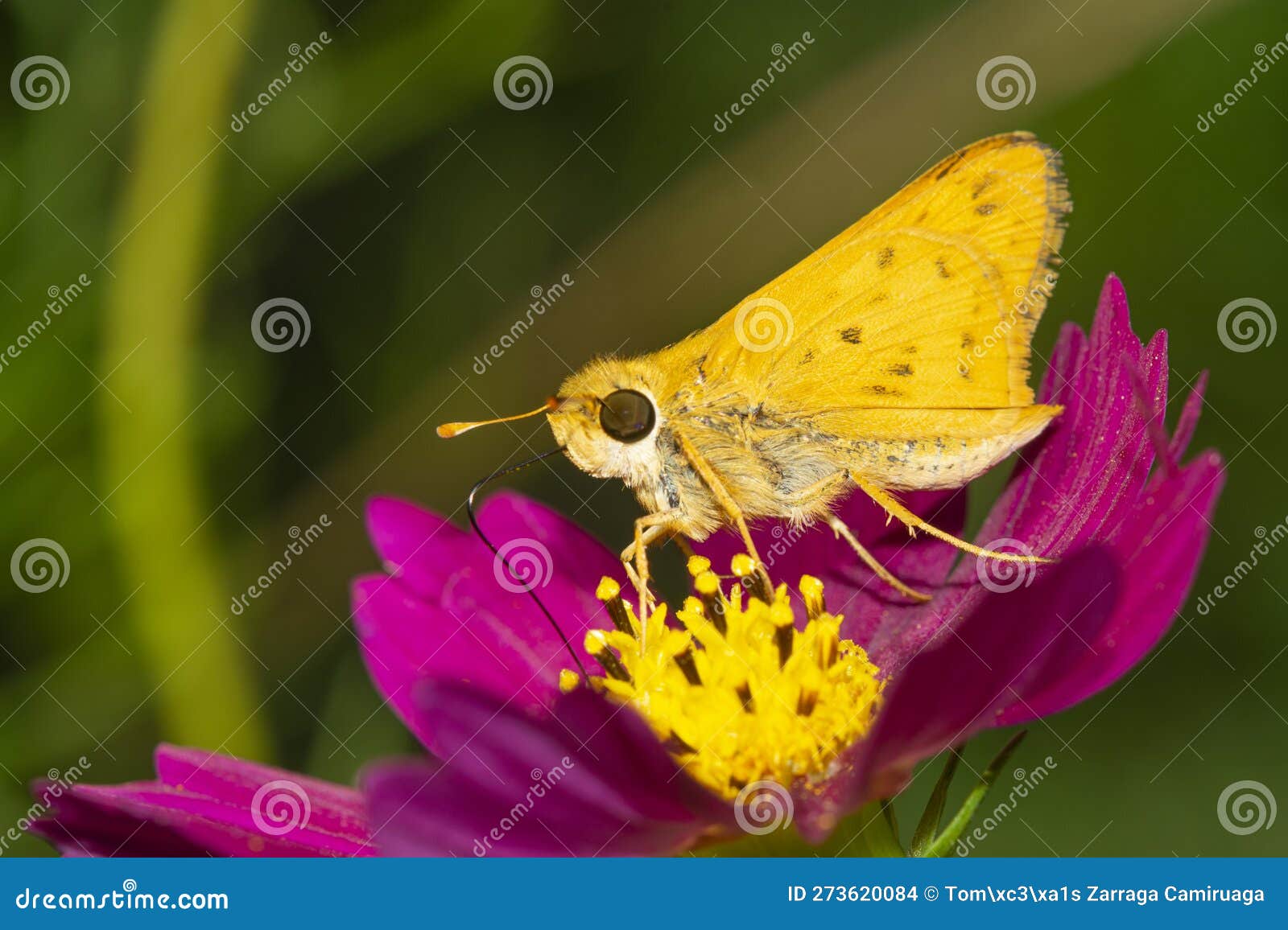 Yellow Mothj Sucking Nectar from a Flower Stock Photo - Image of yellow ...