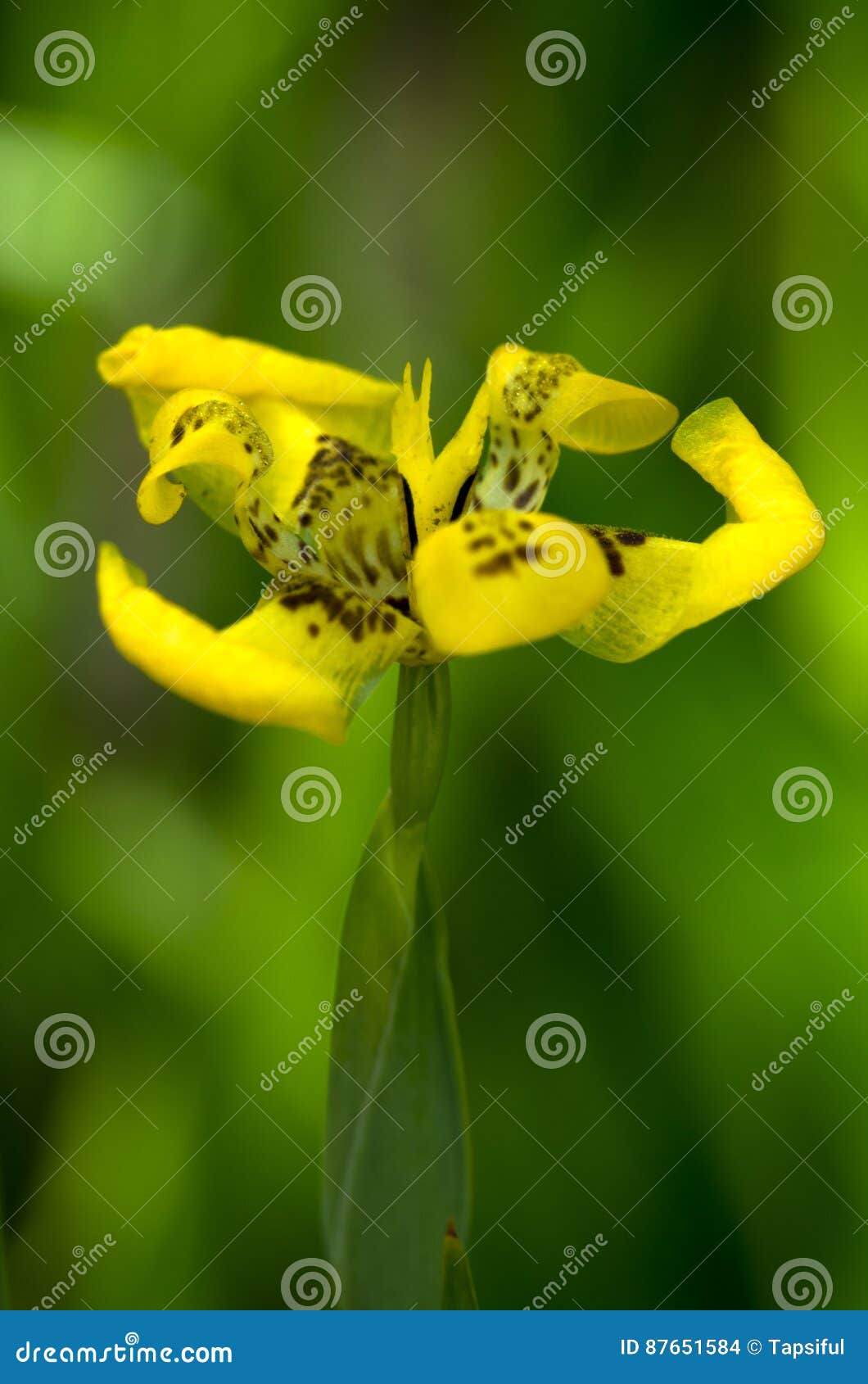 Yellow mottled flower stock photo. Image of filament - 87651584