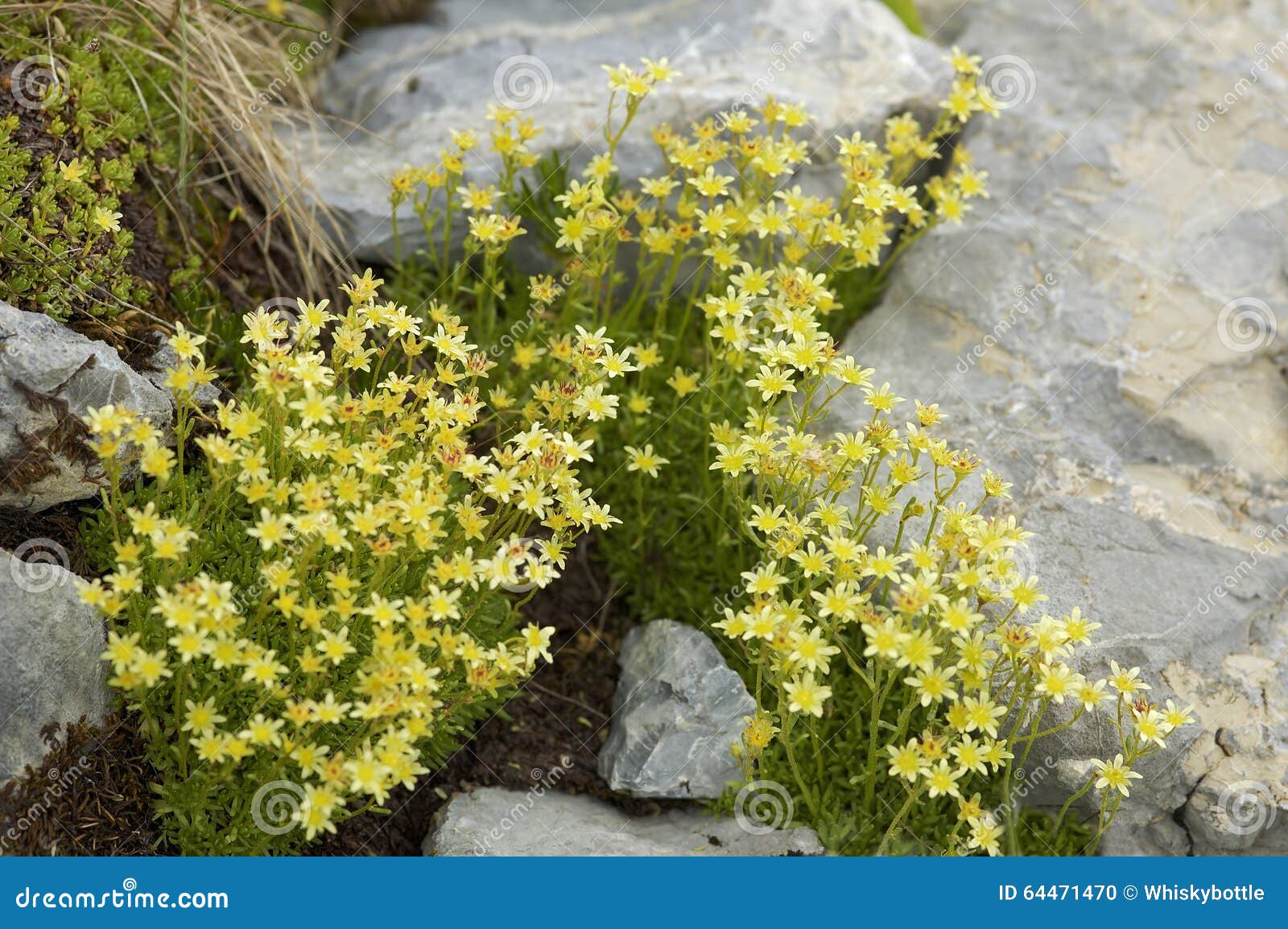 Yellow Mountain Saxifrage stock photo. Image of flora - 64471470