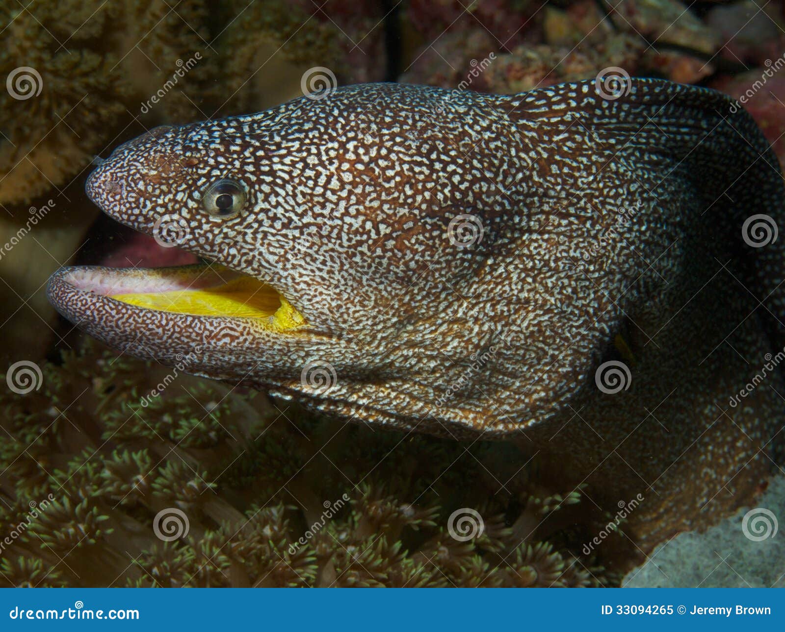 Yellow-mouthed moray eel stock image. Image of diving - 33094265