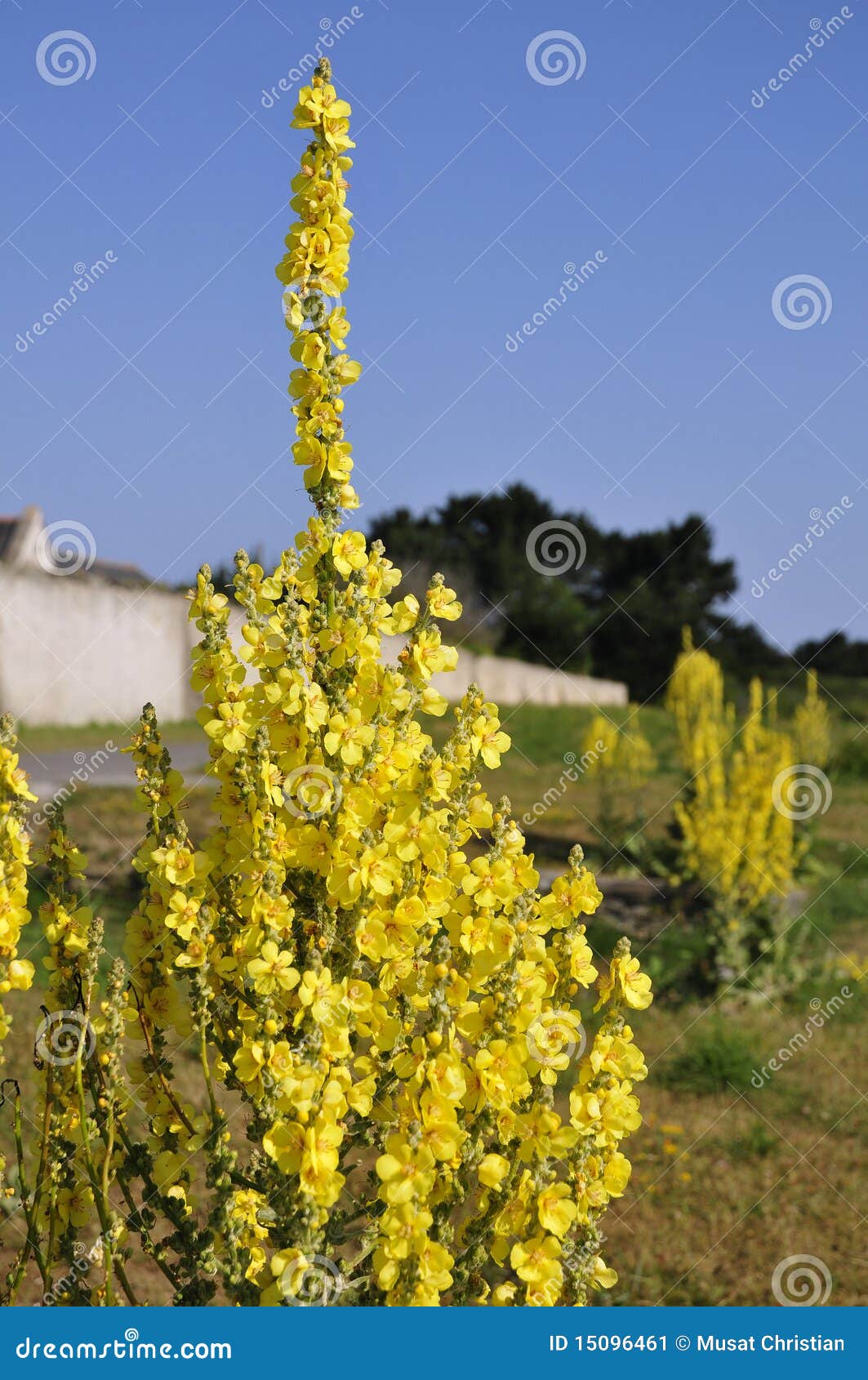 Yellow mullein flower stock image. Image of blooming - 15096461