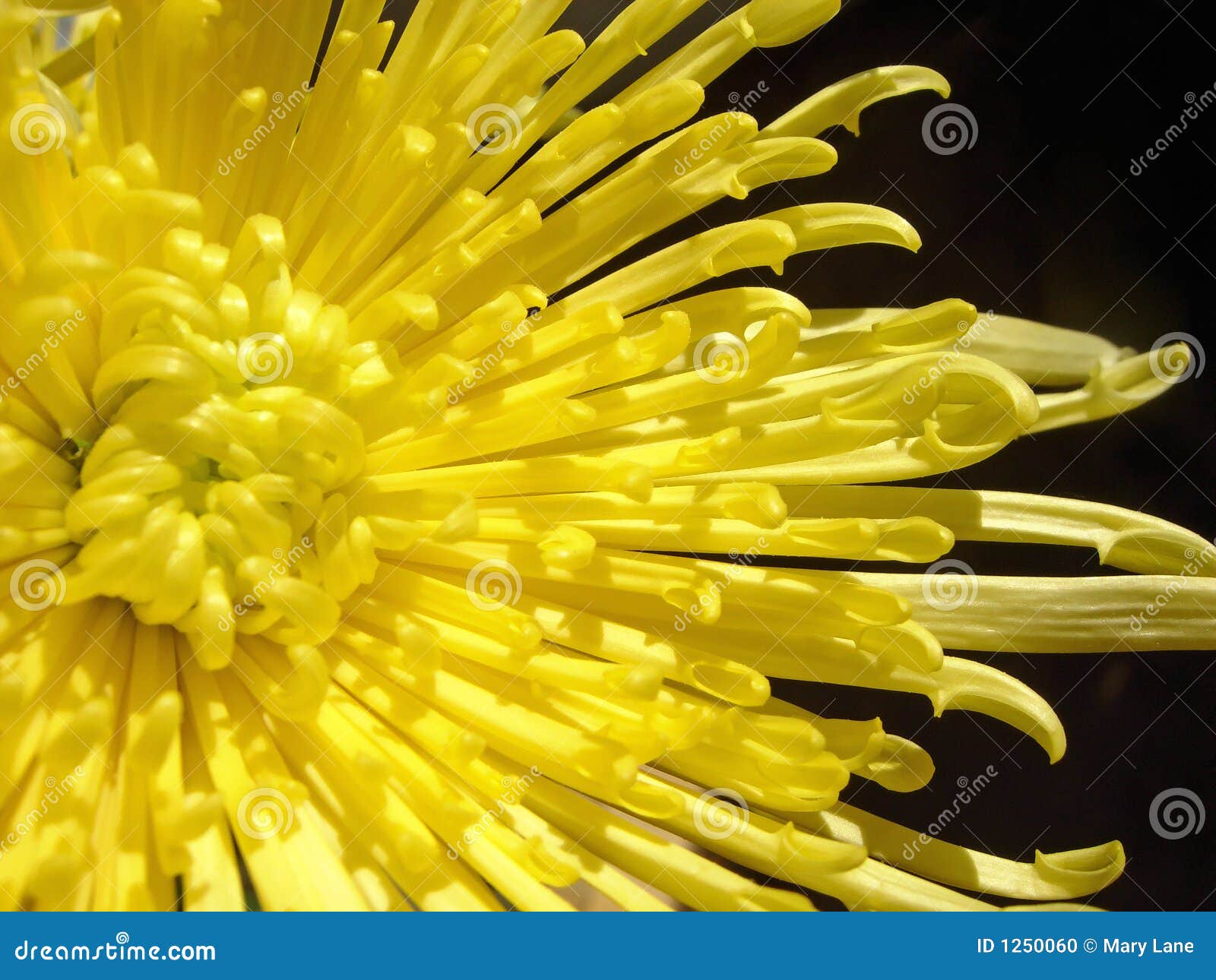 Yellow Mum stock photo. Image of chrysanthemum, flowers - 1250060