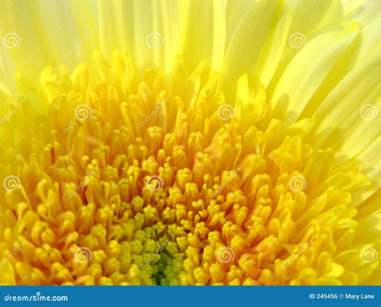Yellow Mum stock photo. Image of botany, closeup, macro - 245456