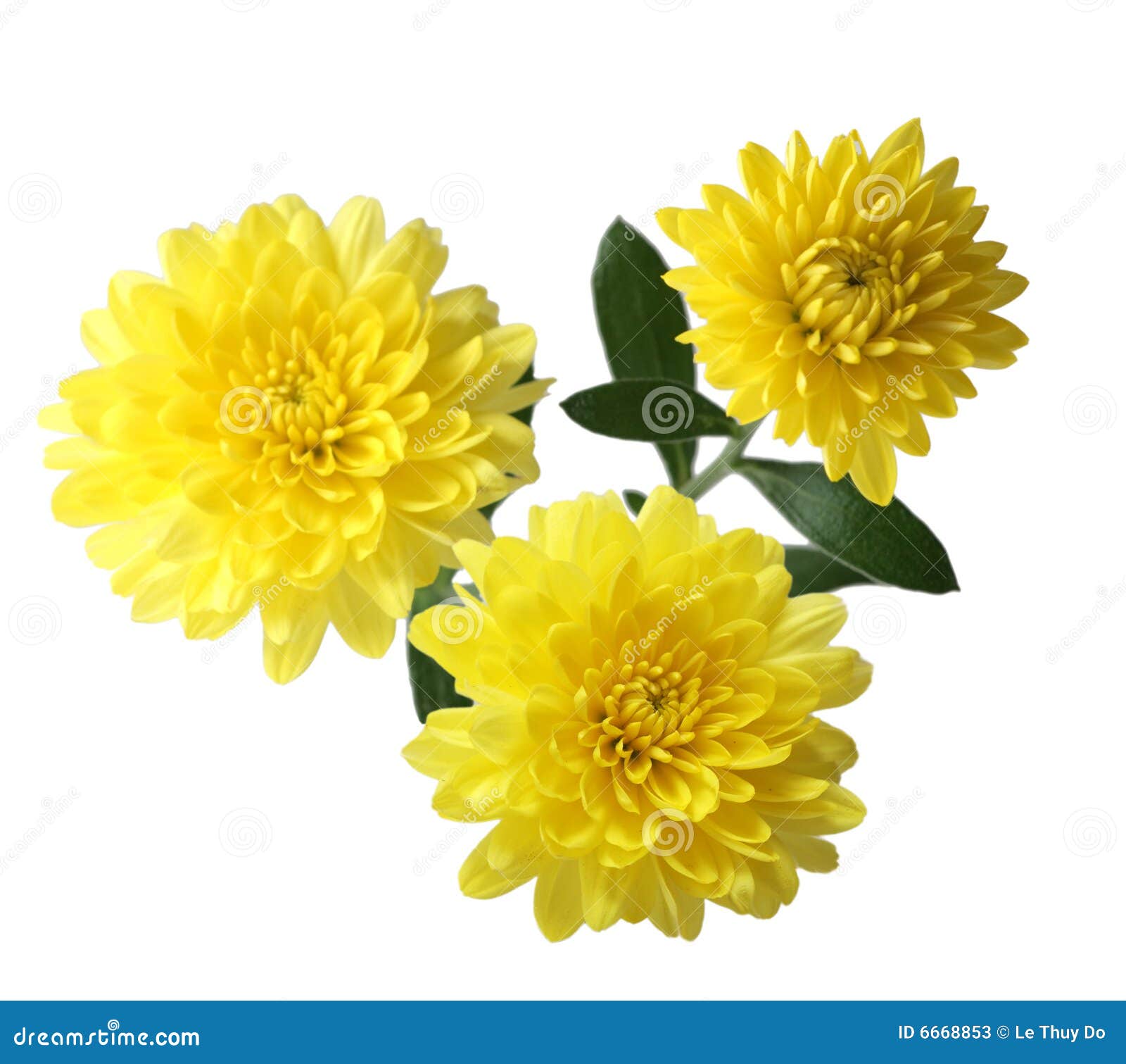 Yellow Mum stock image. Image of close, white, fall, leaf - 6668853