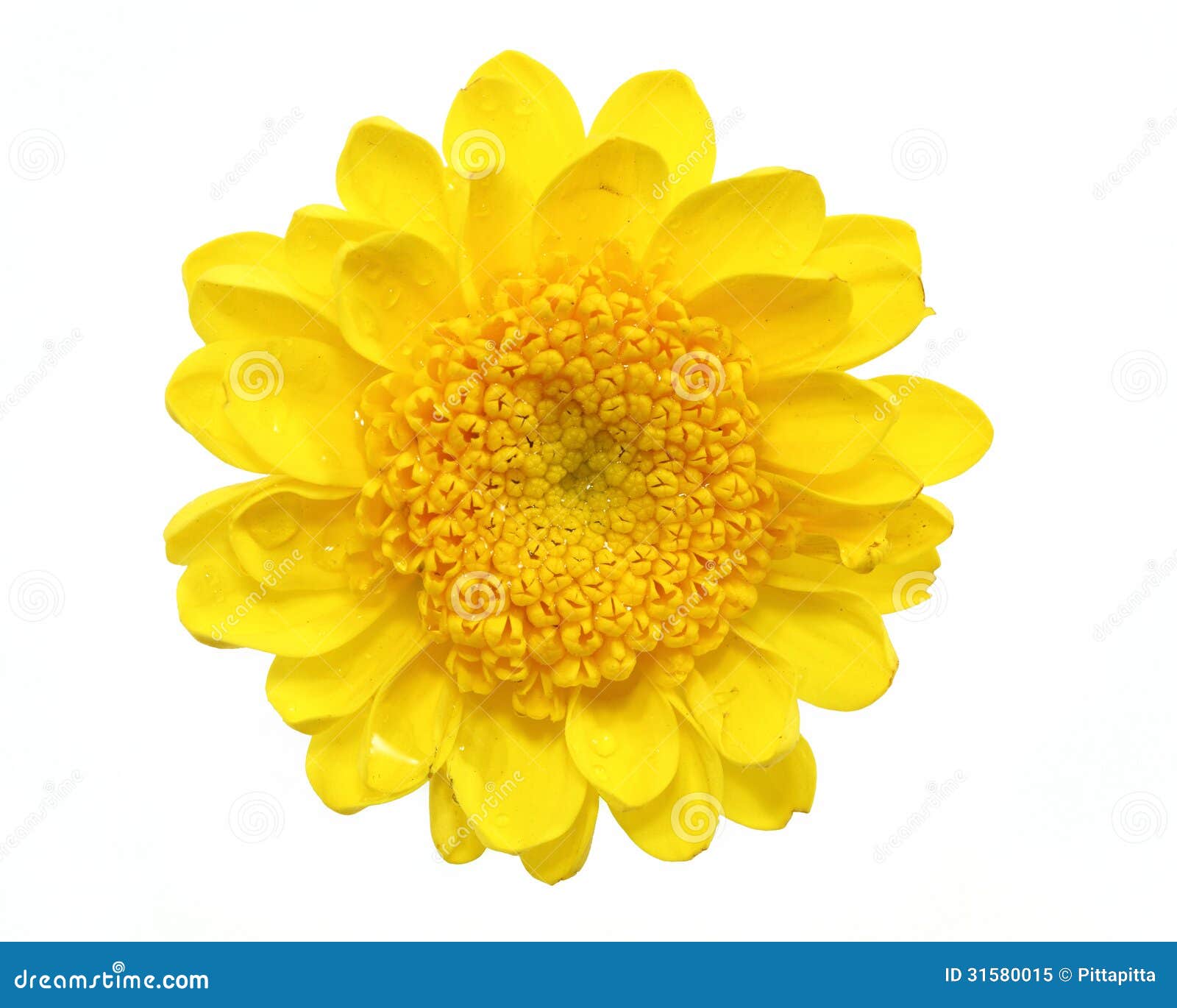 Yellow mum daisy stock image. Image of closeup, blossom - 31580015
