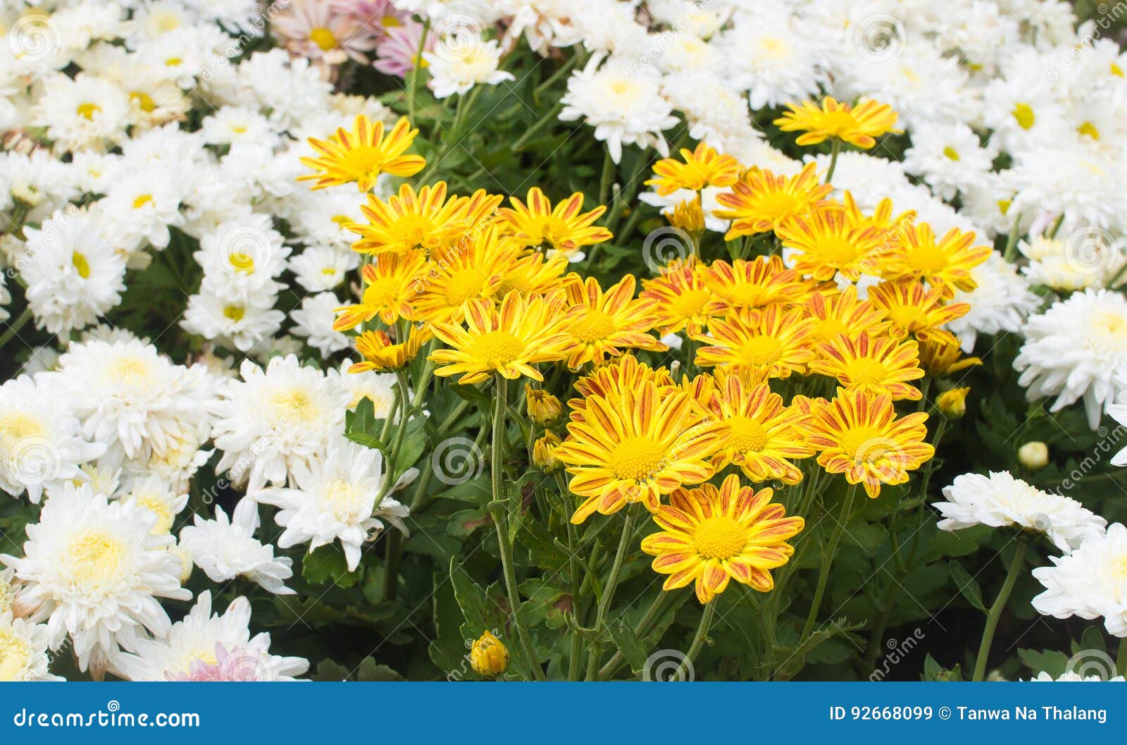 Yellow Mum Flower in the Garden Stock Image - Image of leaf, bloom ...