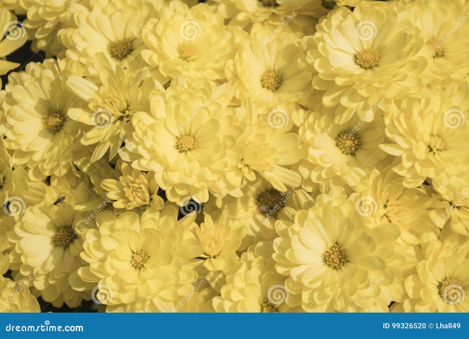 Yellow Mums stock photo. Image of macro, colorful, isolated - 99326520