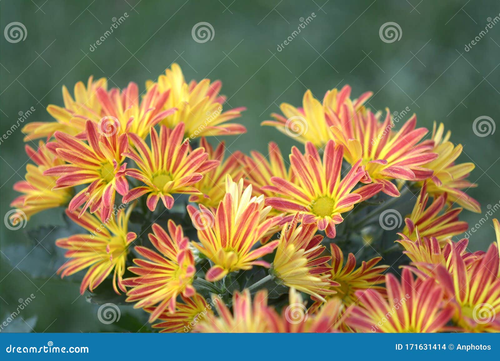 Yellow mums bed stock photo. Image of chrysanthemum - 171631414