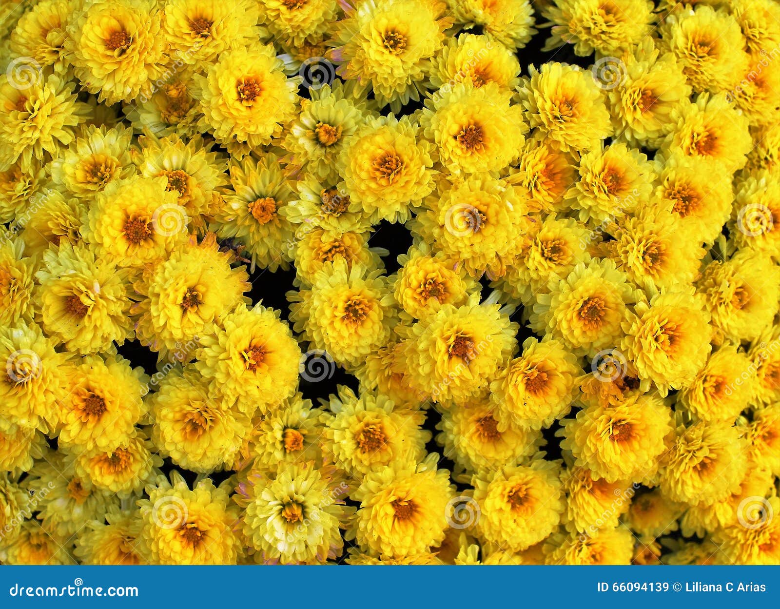 Yellow Mums stock image. Image of flowers, nature, gift - 66094139