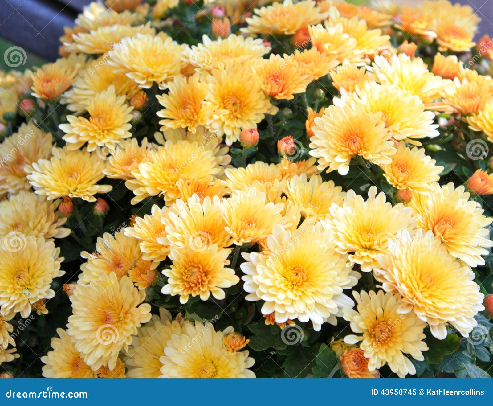 Yellow mums stock image. Image of flower, plant, flowers - 43950745