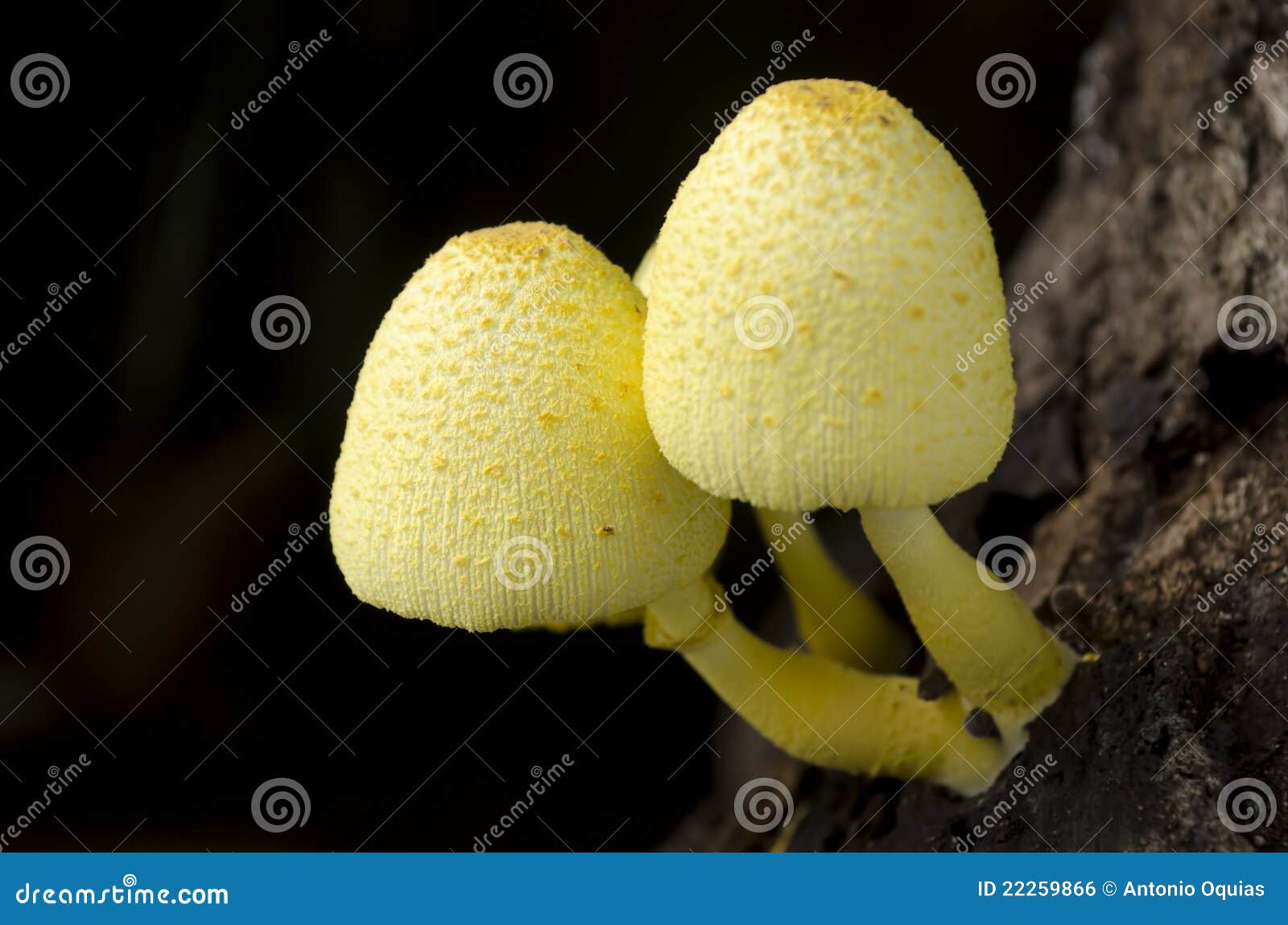 Yellow Mushroom stock photo. Image of tree, fungi, yellow - 22259866