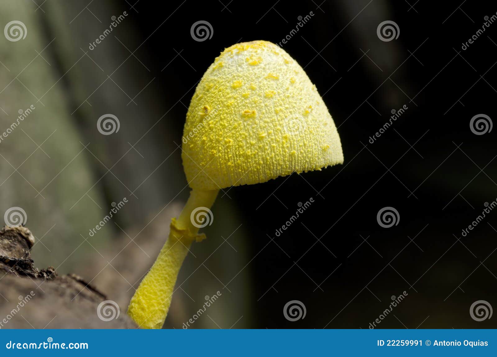 Yellow Mushroom stock image. Image of fungus, forest - 22259991