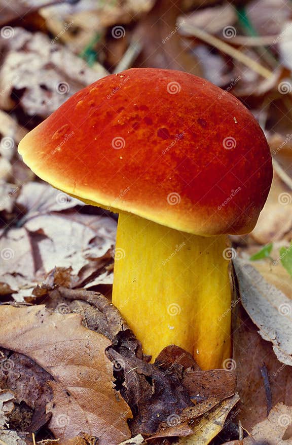 Yellow Mushroom with Red Cap Stock Image - Image of stem, hooded: 28650719