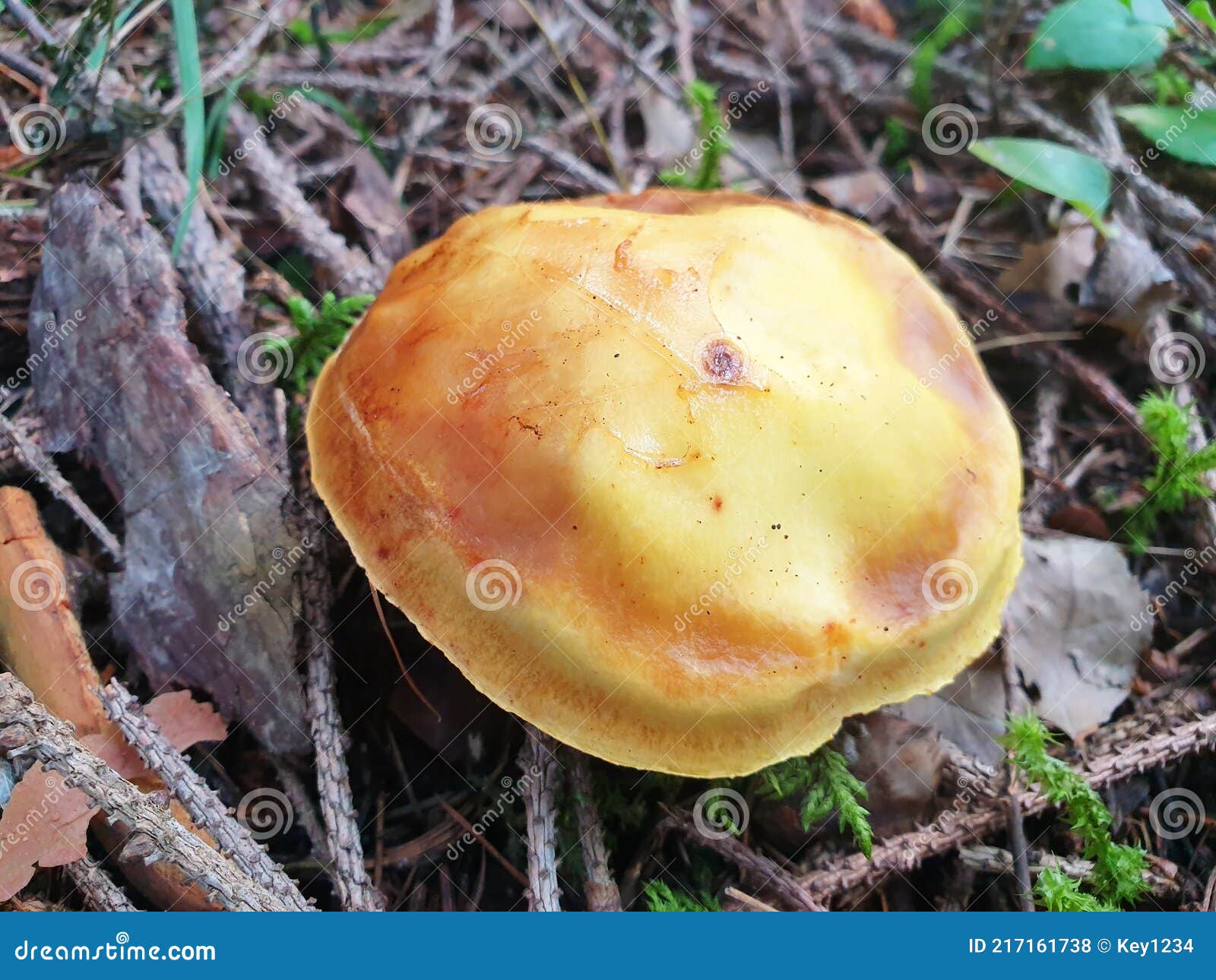 The Mushroom Suillus Bovinus Is Hidden In The Forest. A Tubular Edible ...