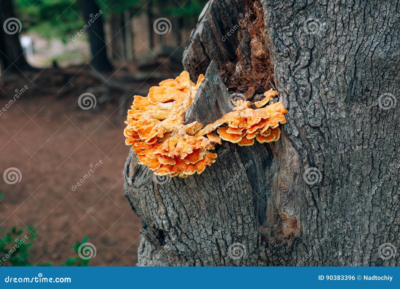 Yellow Mushroom on Tree. Laetiporus Sulphureus Stock Photo - Image of ...