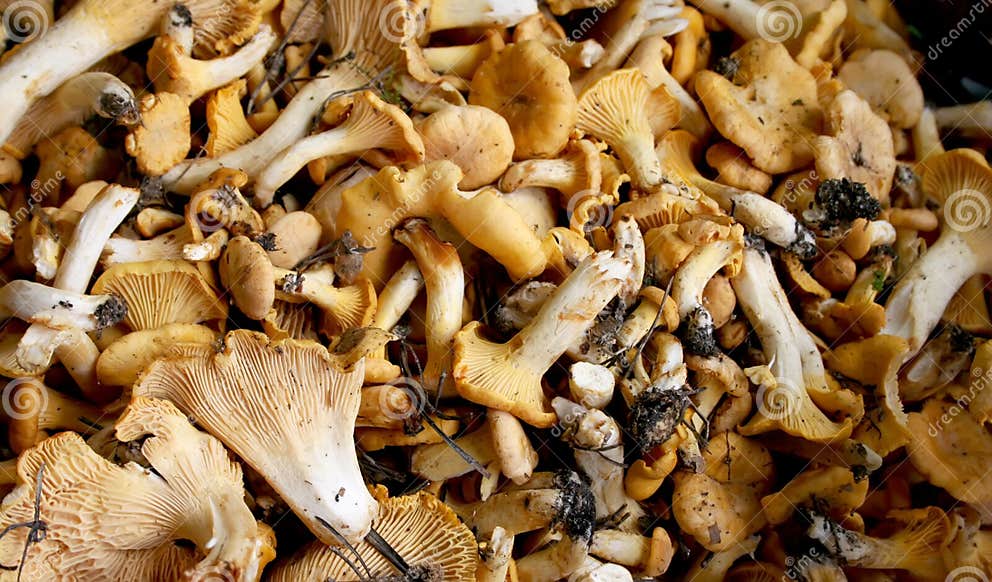 Yellow mushrooms stock image. Image of output, vitamin - 4016867