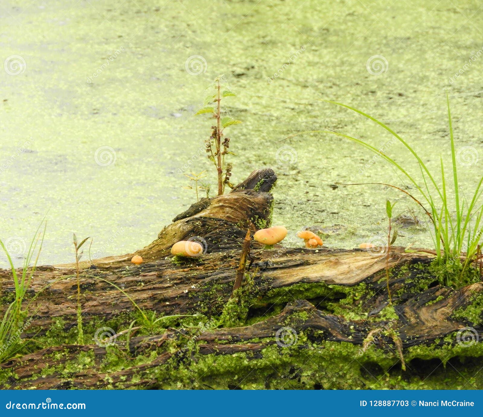 Russula Claroflava In Autumn Forest In Belarus, Commonly Known As The ...