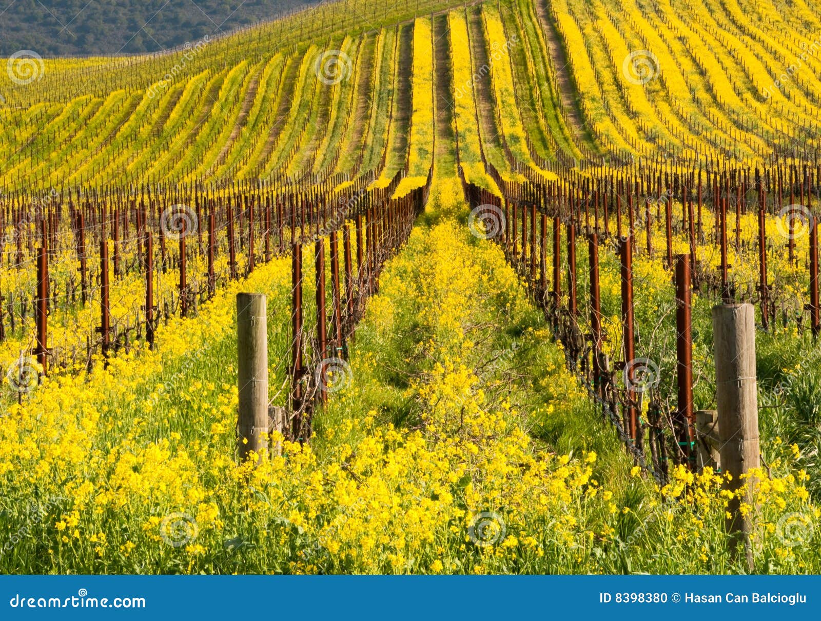 Yellow Mustard Bloom in Napa, California Stock Photo - Image of nature ...