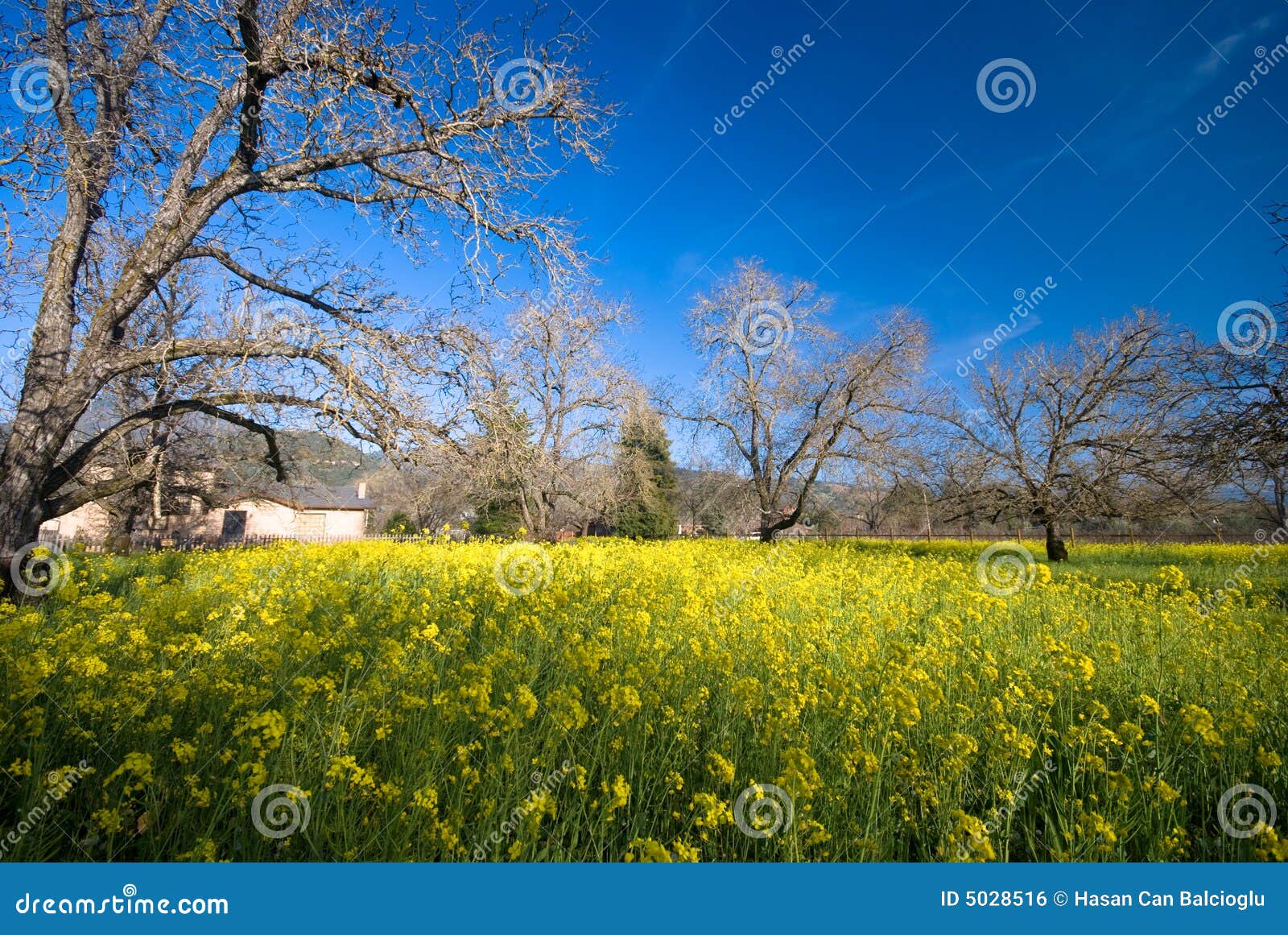 Yellow Mustard Bloom in Sonoma, California. Stock Photo - Image of ...