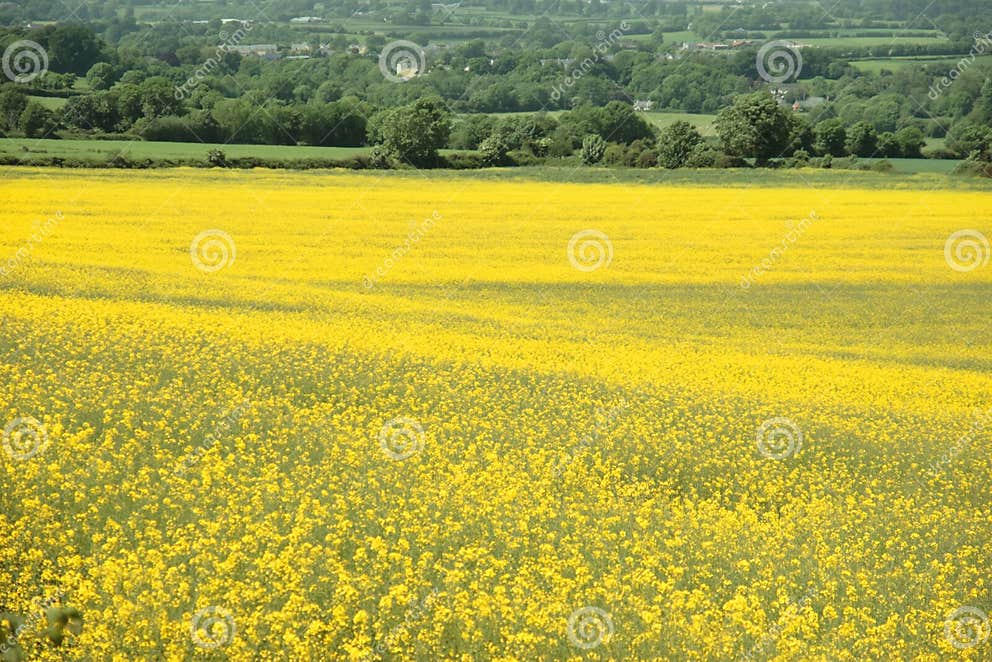 Yellow mustard field stock photo. Image of field, botanical - 10537454
