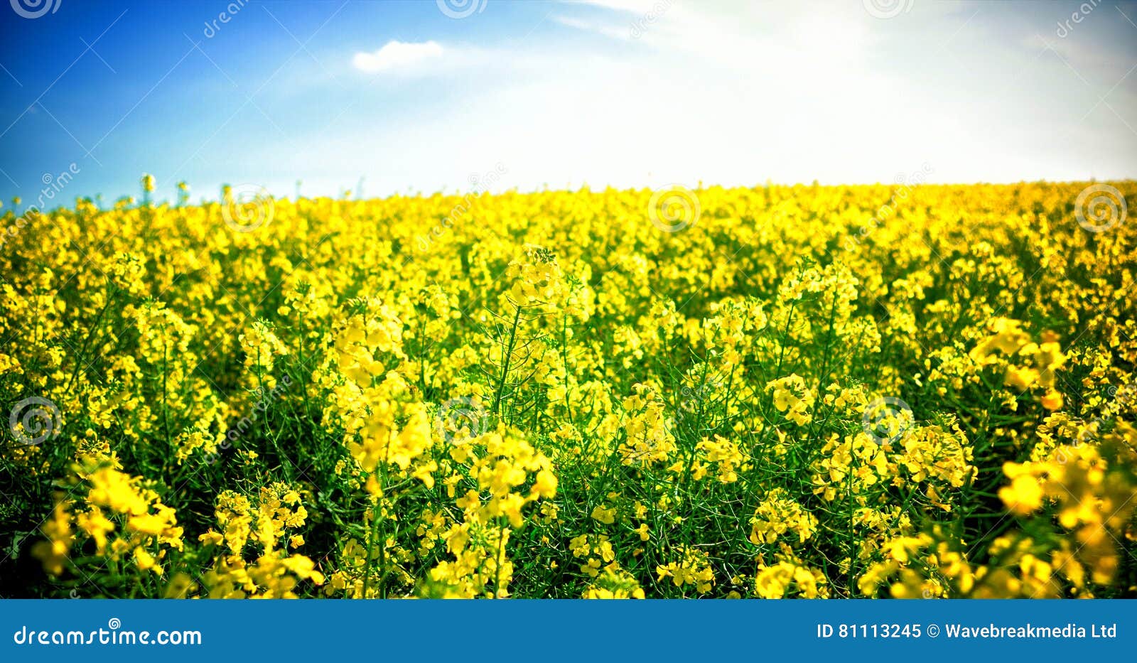 Yellow Mustard Cotton Linen Texture Background - Seamless Pattern For ...