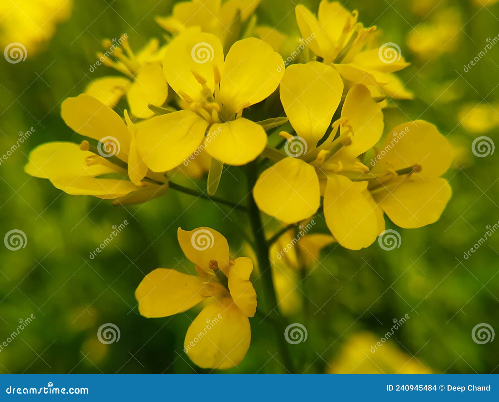 Yellow Mustard Flower in the Garden Stock Photo - Image of leaves ...