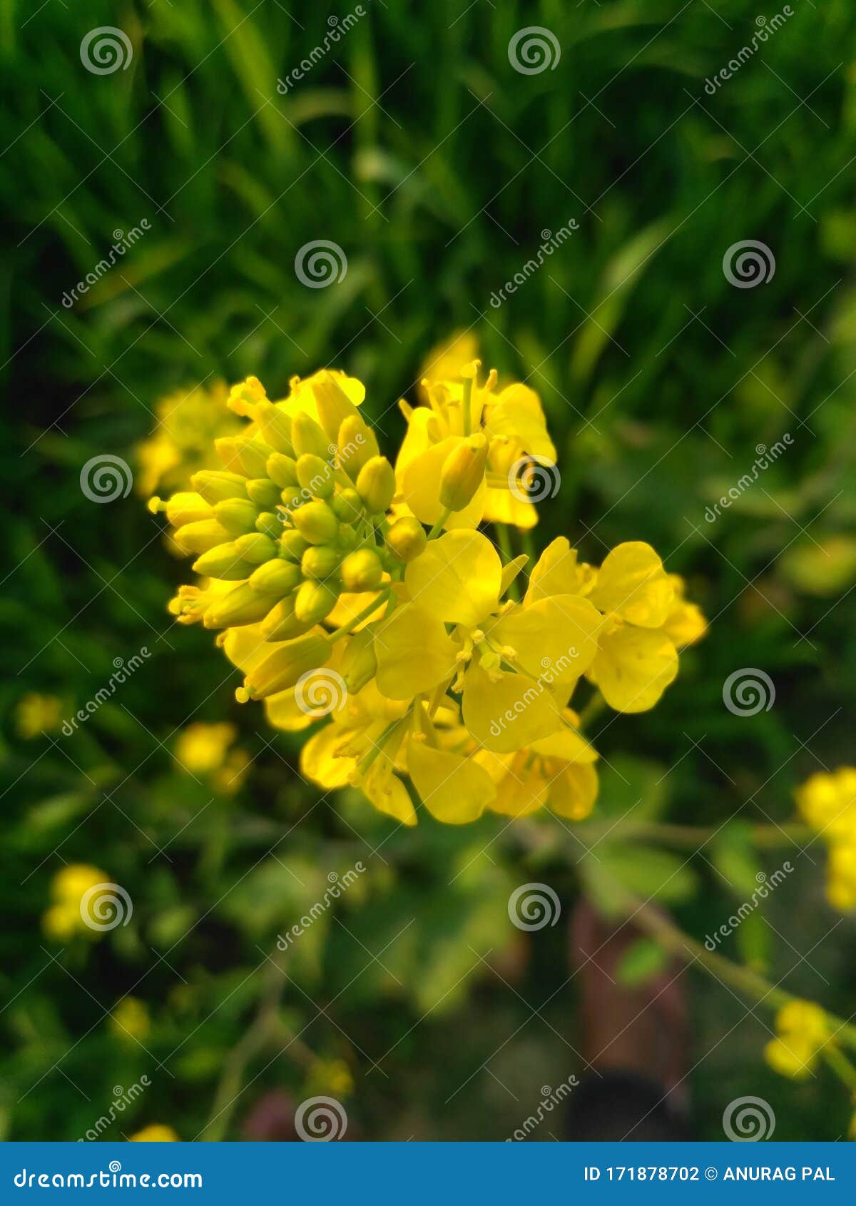 Yellow Mustard Natural Flower Stock Photo - Image of beautiful, mustard ...