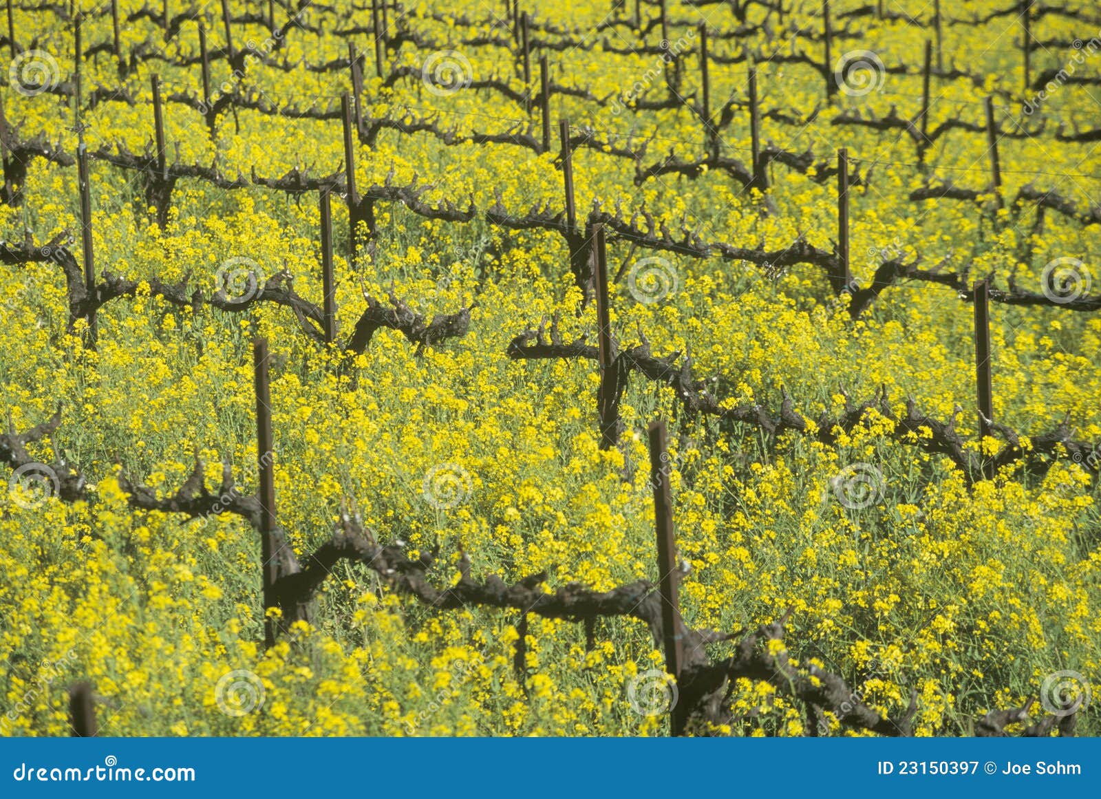 Yellow Mustard Plants in Spring Vineyard Stock Image - Image of ...