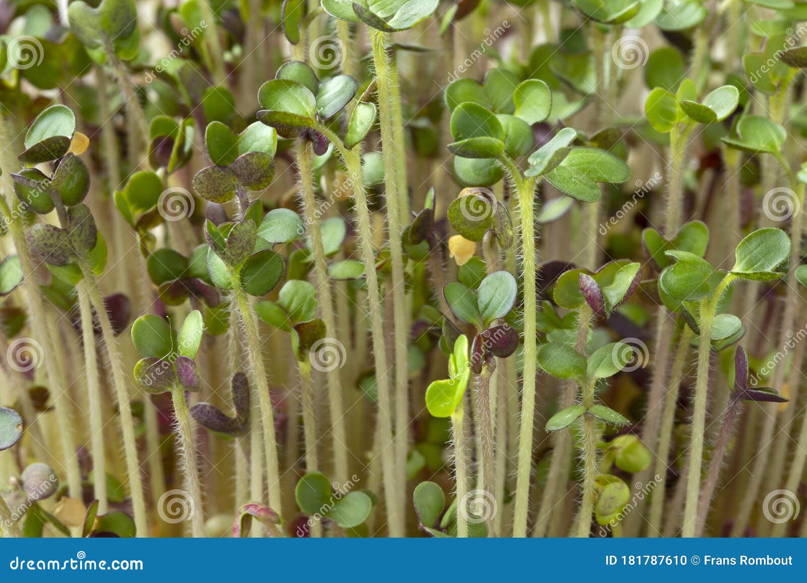 Yellow Mustard Seed Sprouts Close Up Stock Photo - Image of greens ...