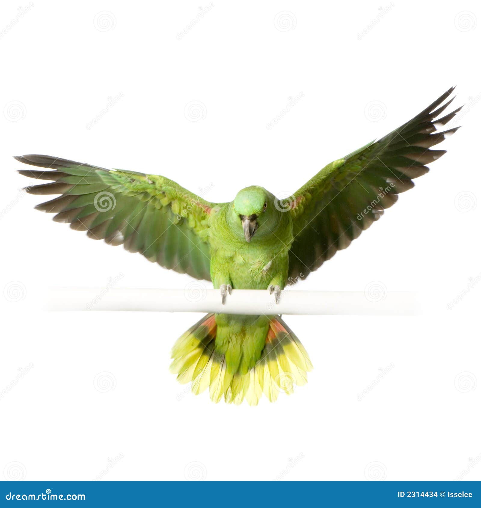 Yellow Headed Amazon Flying