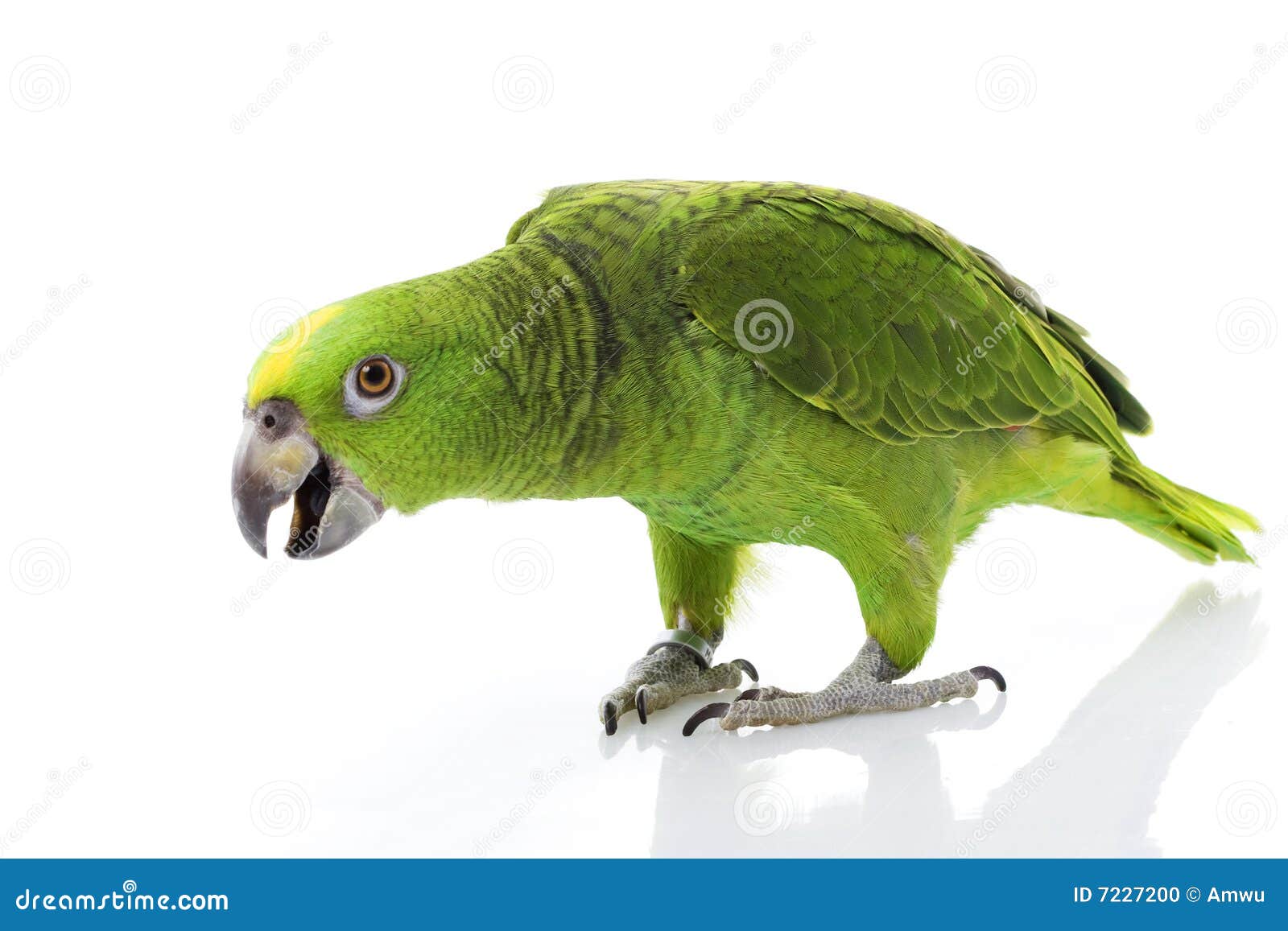 Yellow-naped Amazon Parrot stock photo. Image of amazon - 7227200