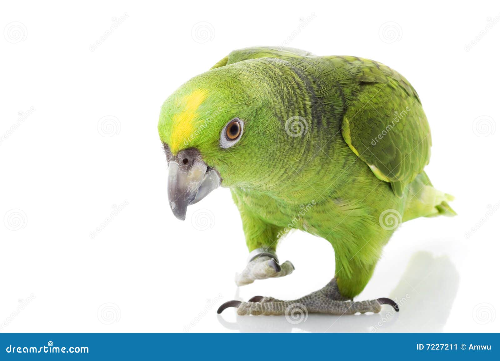Yellow-naped Amazon Parrot stock image. Image of feather - 7227211