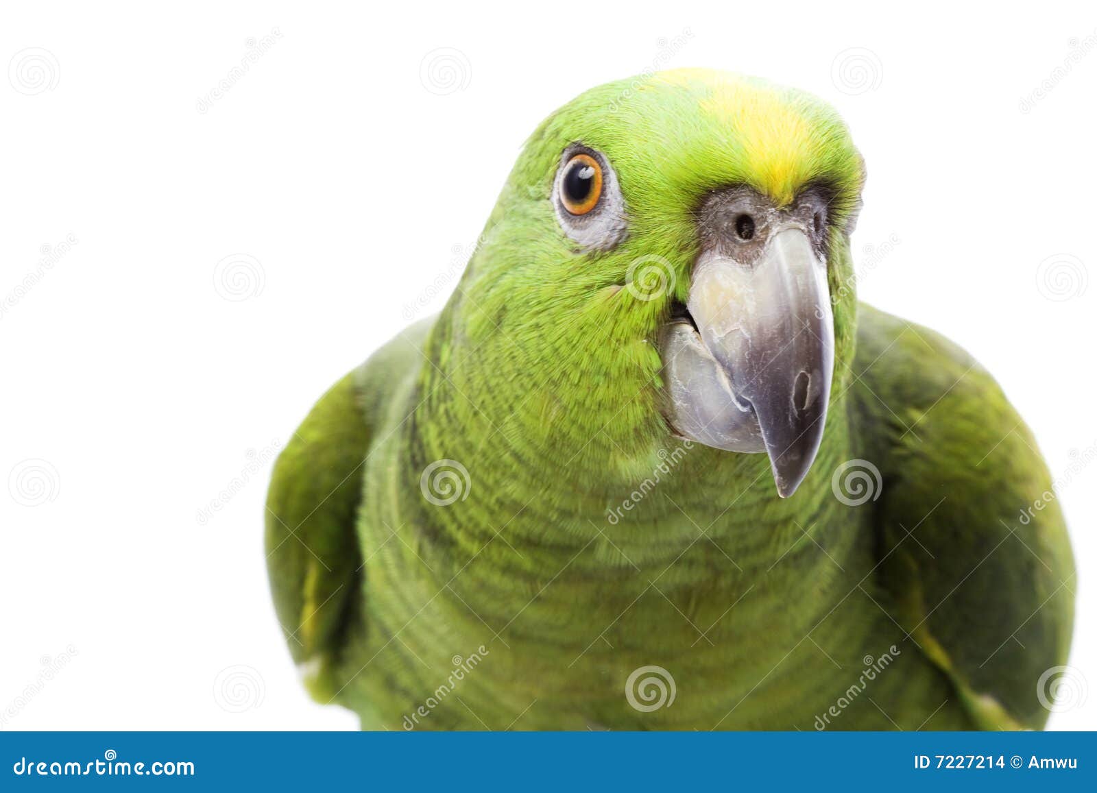 Yellow-naped Amazon Parrot stock photo. Image of animal - 7227214