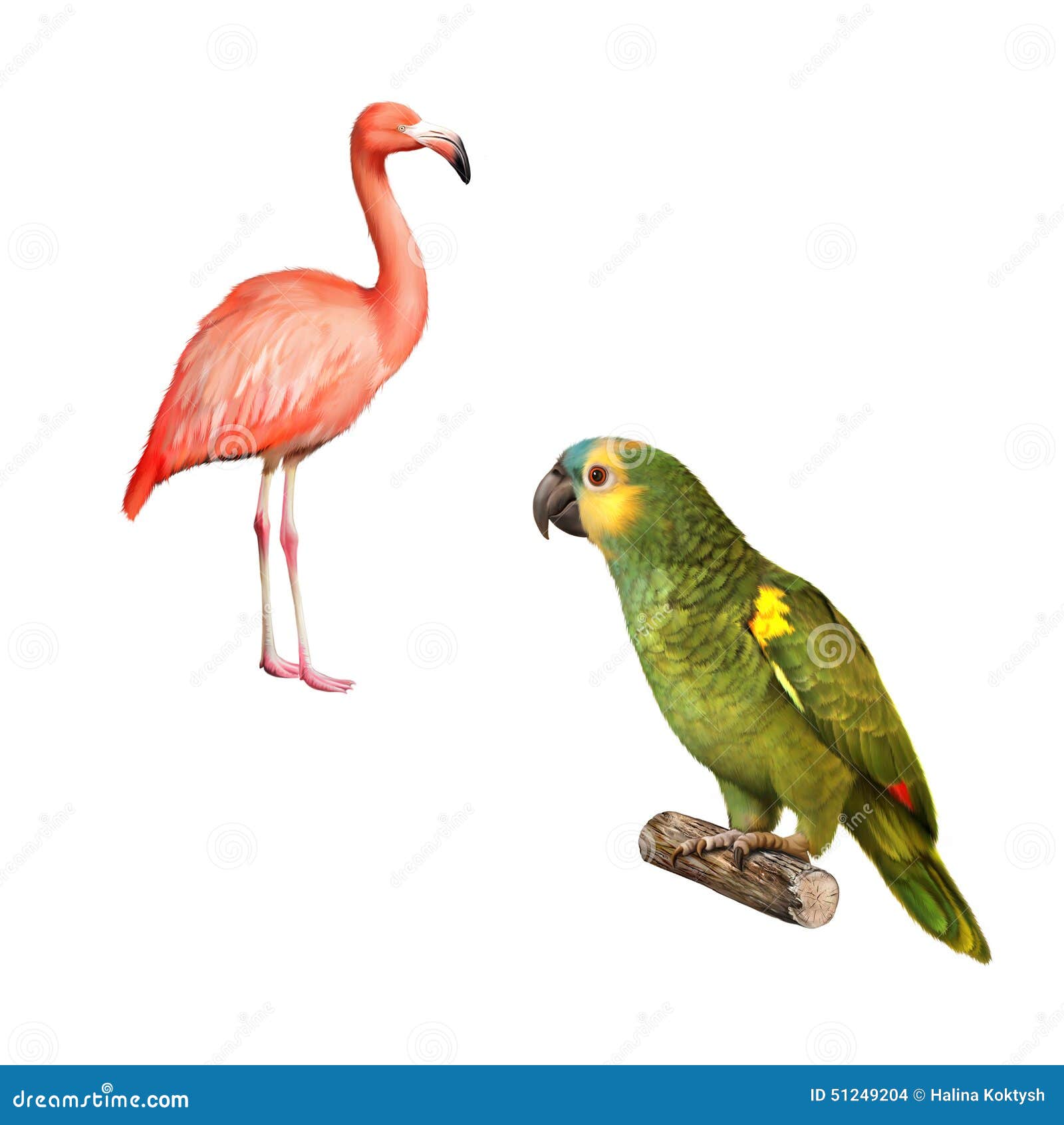 Yellow Naped Amazon Parrot. Flamingo Isolated on Stock Illustration ...
