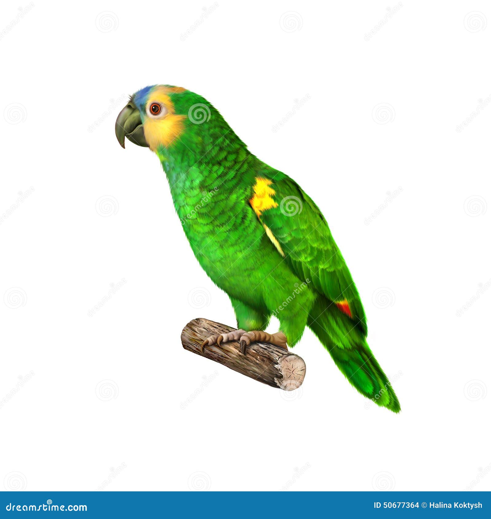 Yellow Naped Amazon Parrot stock photo. Image of store - 50677364