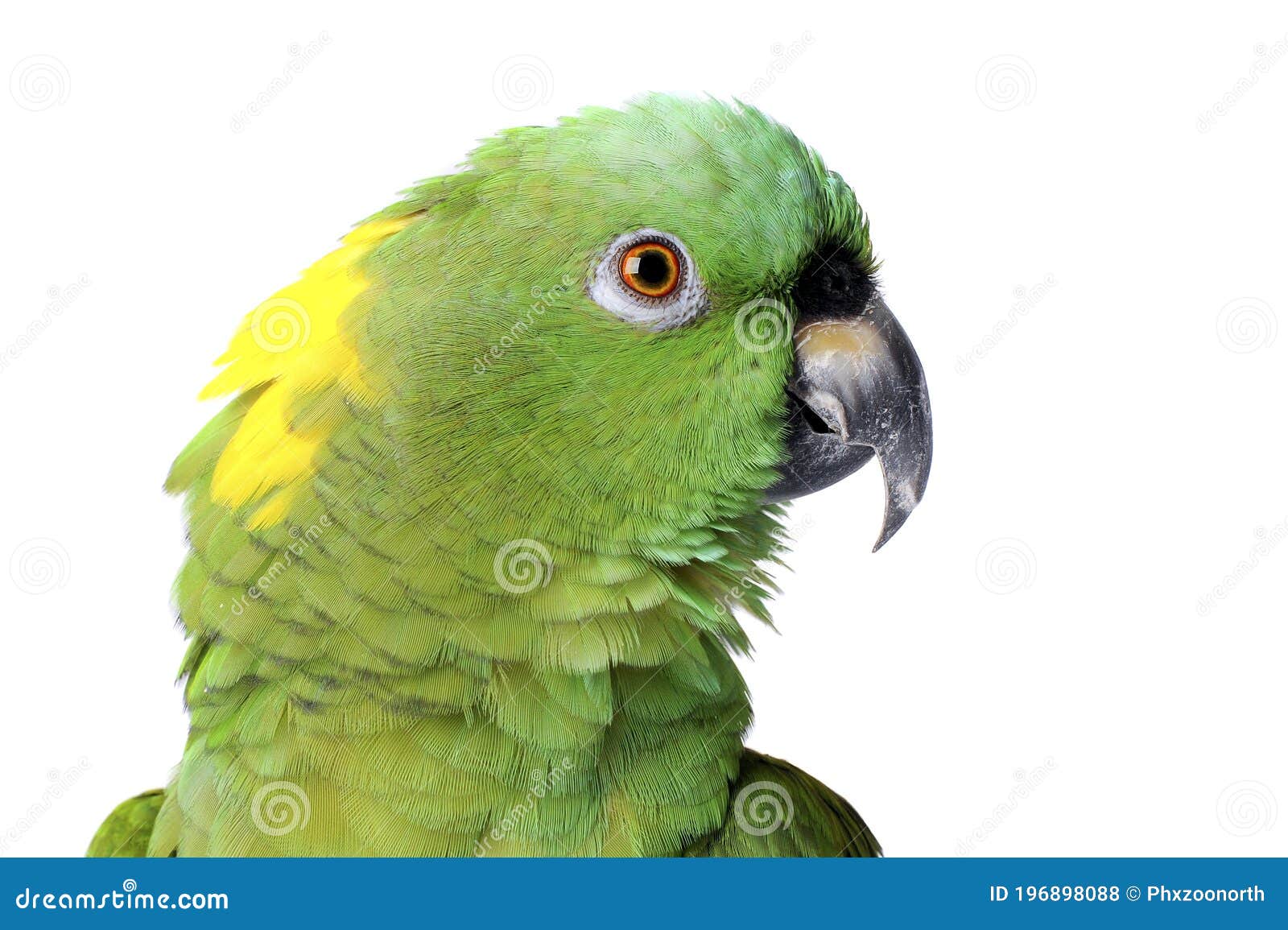 Yellow Nape Amazon Parrot on White Stock Photo - Image of amazona ...